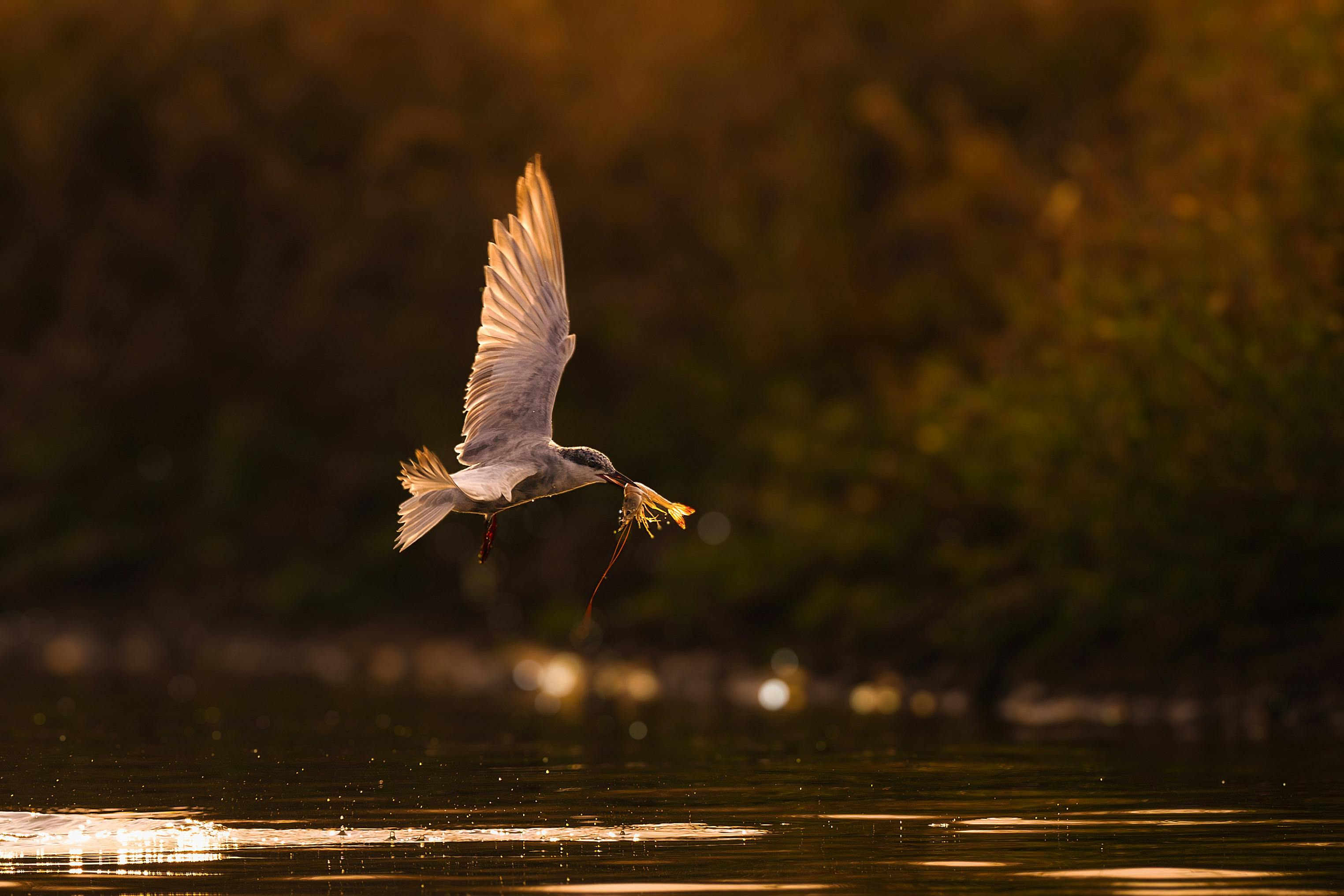 Bird in Flight Over Water with Sunset Glow · Free Stock Photo