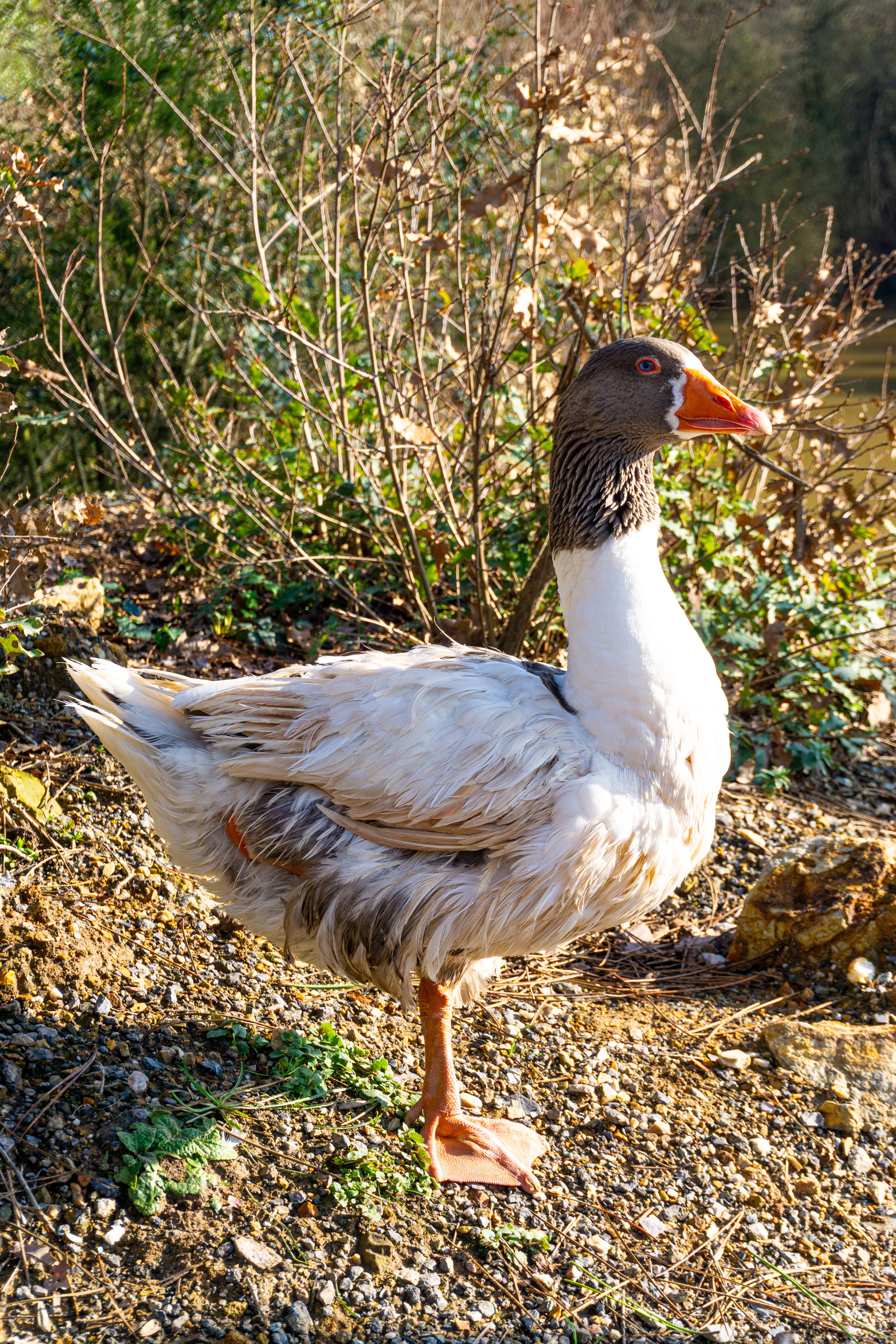 Wild Goose Standing in Natural Habitat Outdoors · Free Stock Photo