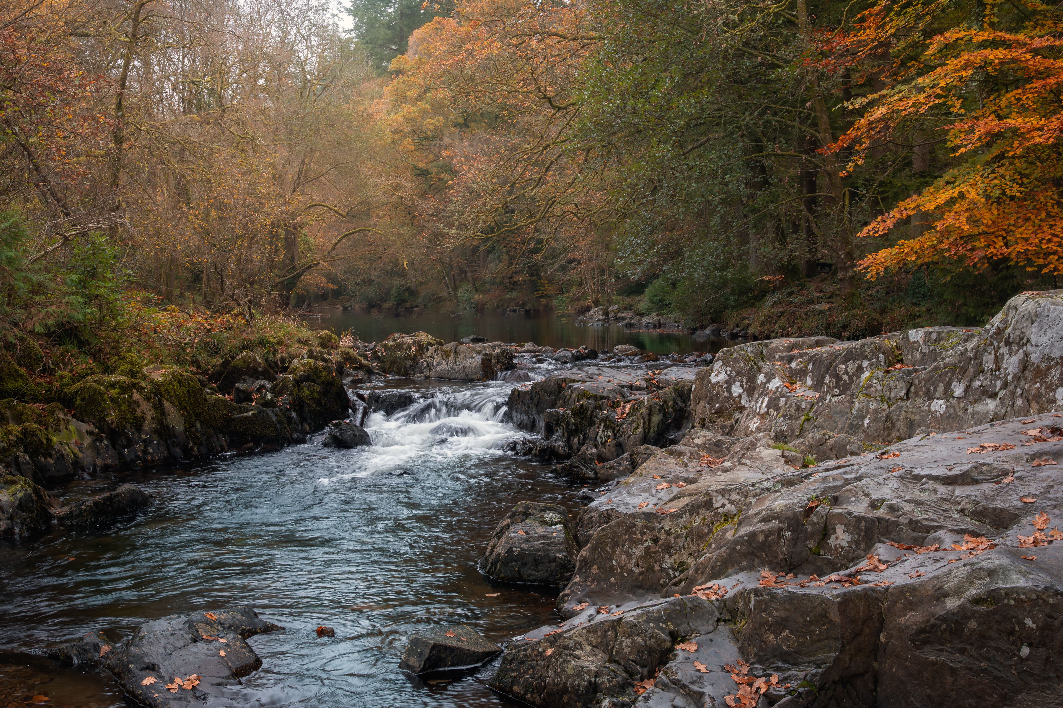 Waling In Forest Photos, Download The BEST Free Waling In Forest Stock ...