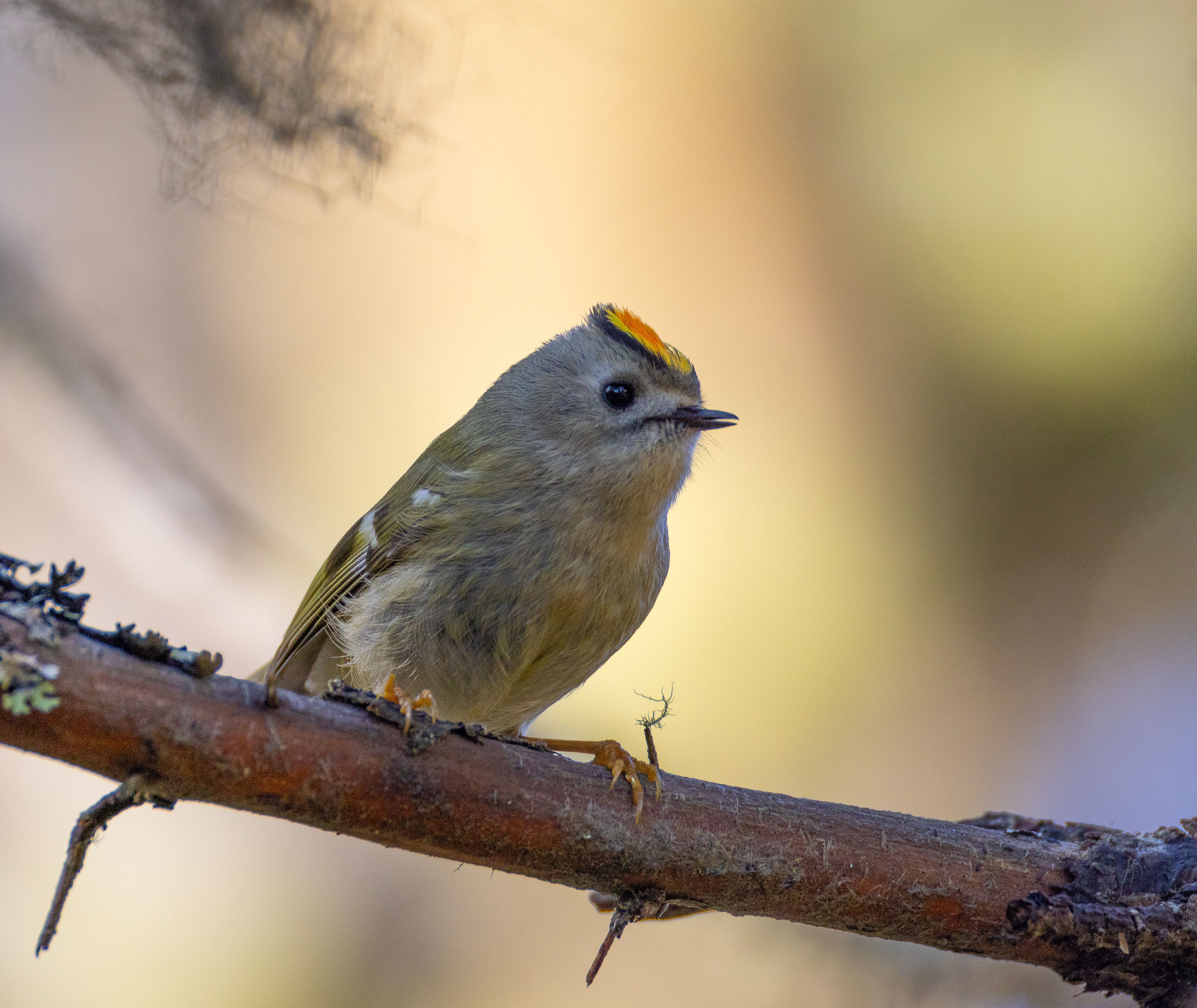 Close-up of Goldcrest Bird on Branch · Free Stock Photo