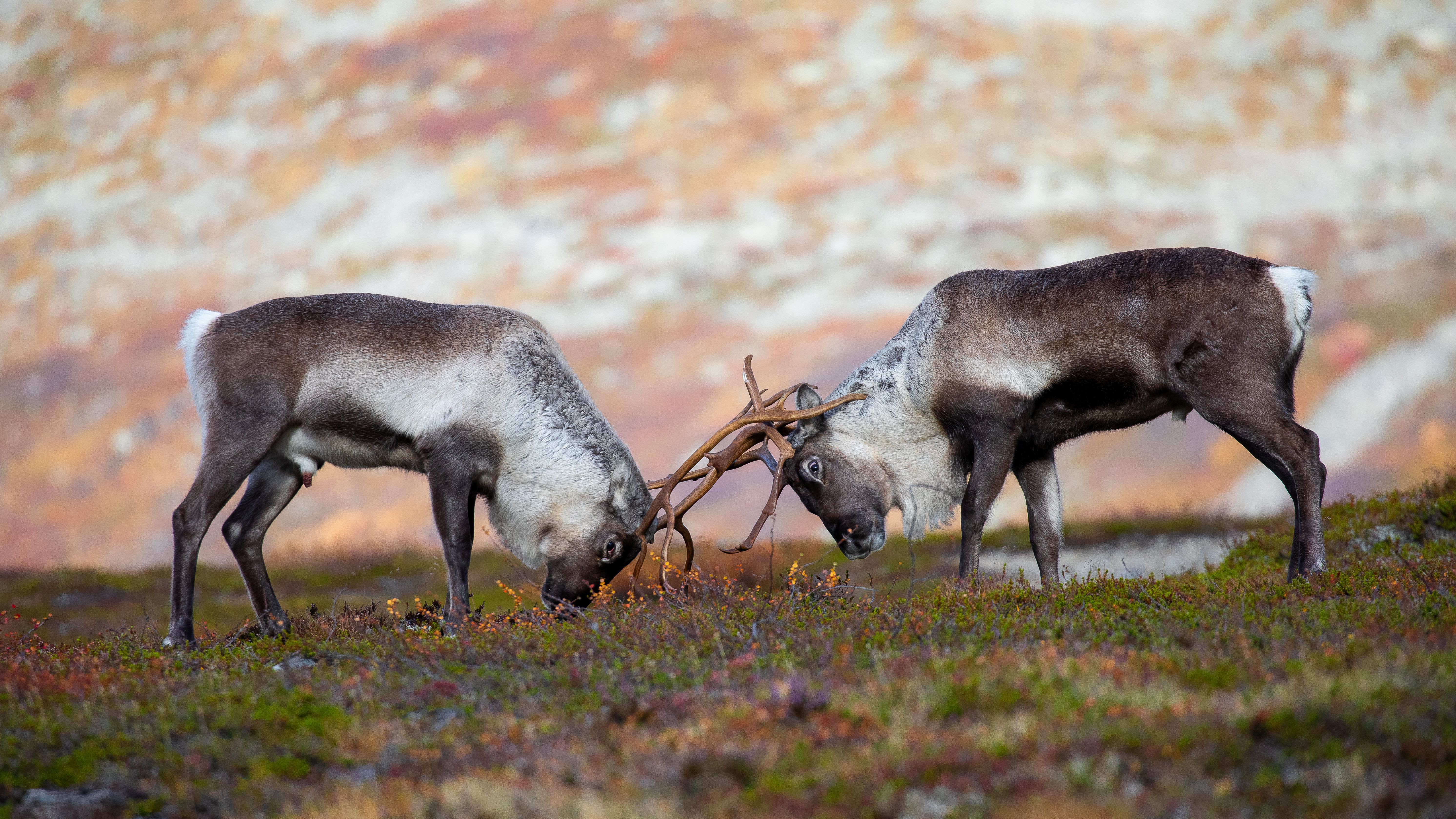 Two Reindeer Sparring in Autumn Landscape · Free Stock Photo