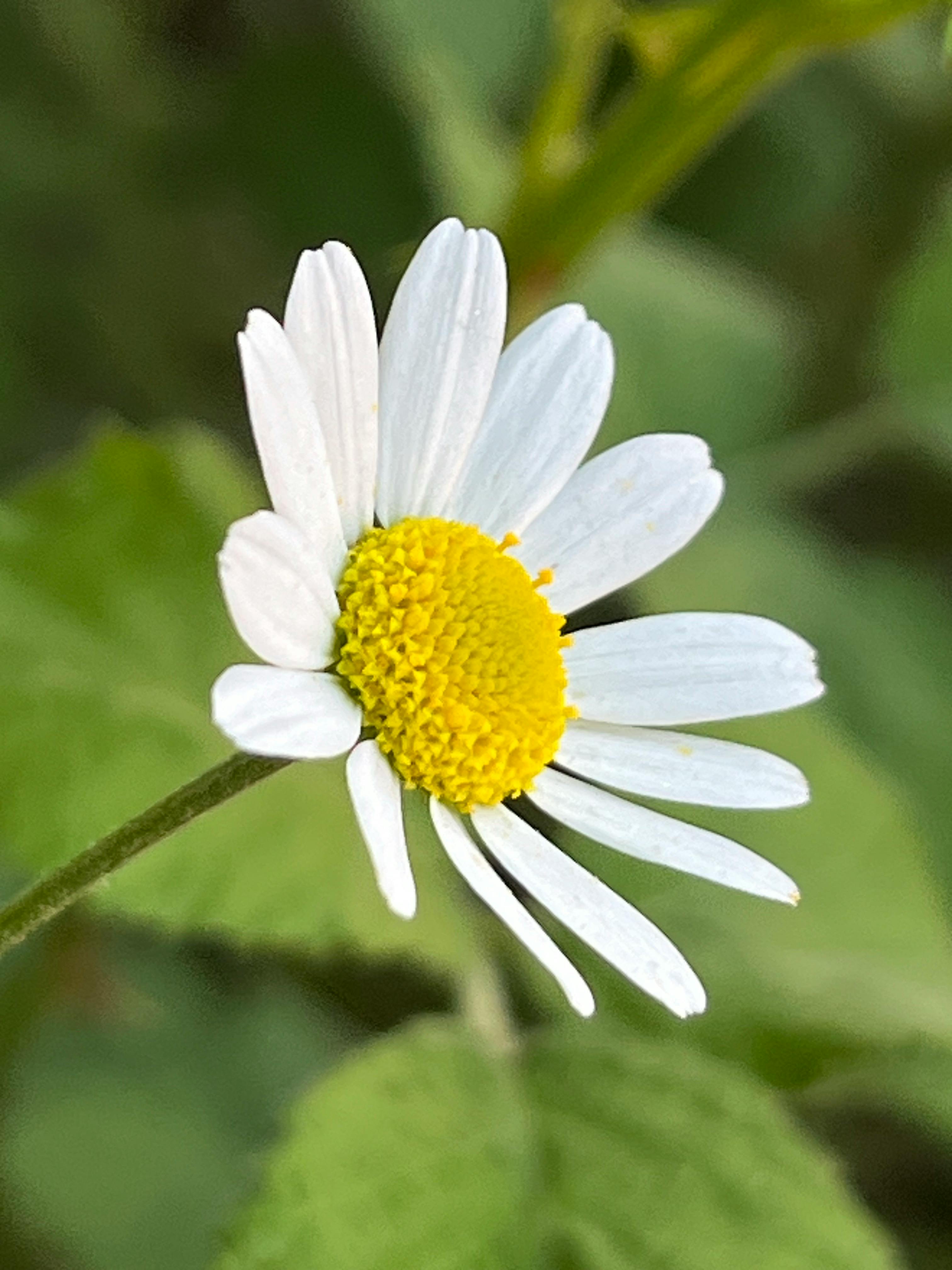 Close-up of a White Daisy Flower in Bloom · Free Stock Photo