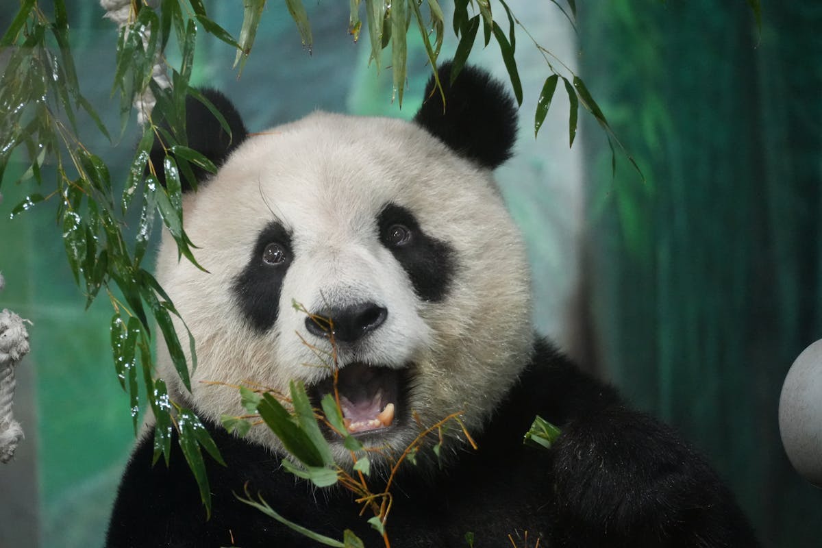 Panda Face Photos, Download The BEST Free Panda Face Stock Photos & HD ...