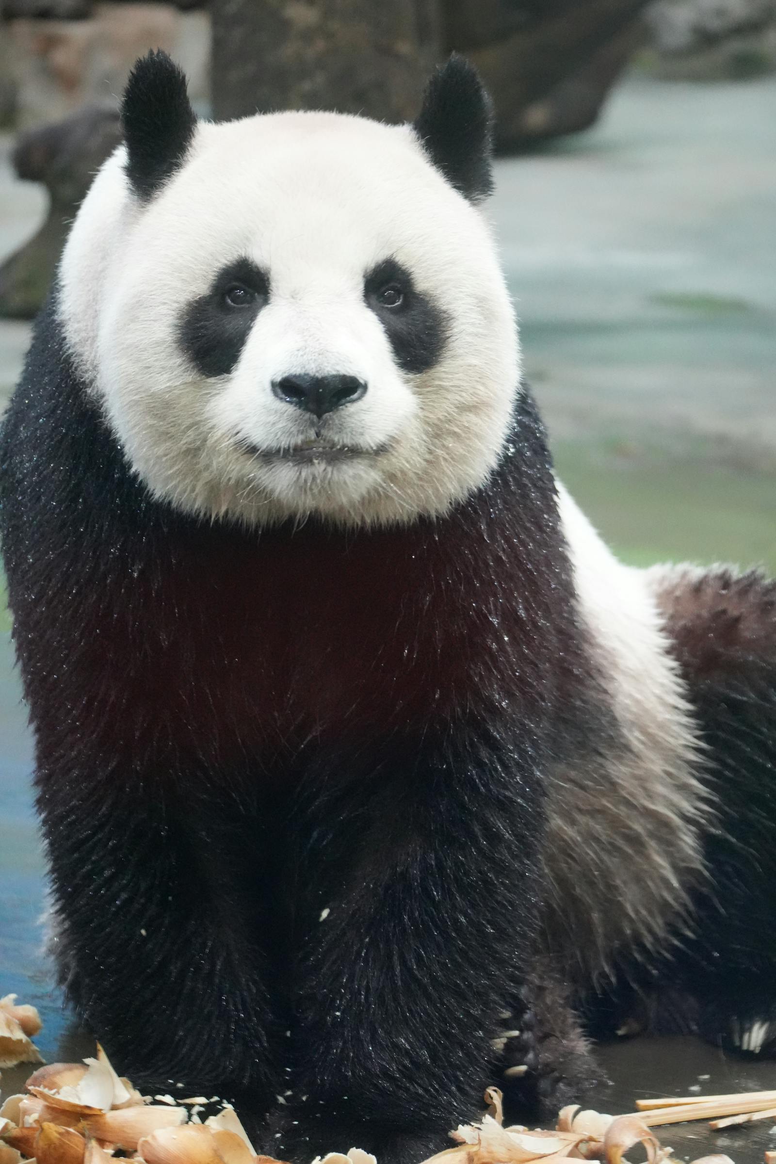 Giant Panda Photos, Download The BEST Free Giant Panda Stock Photos ...