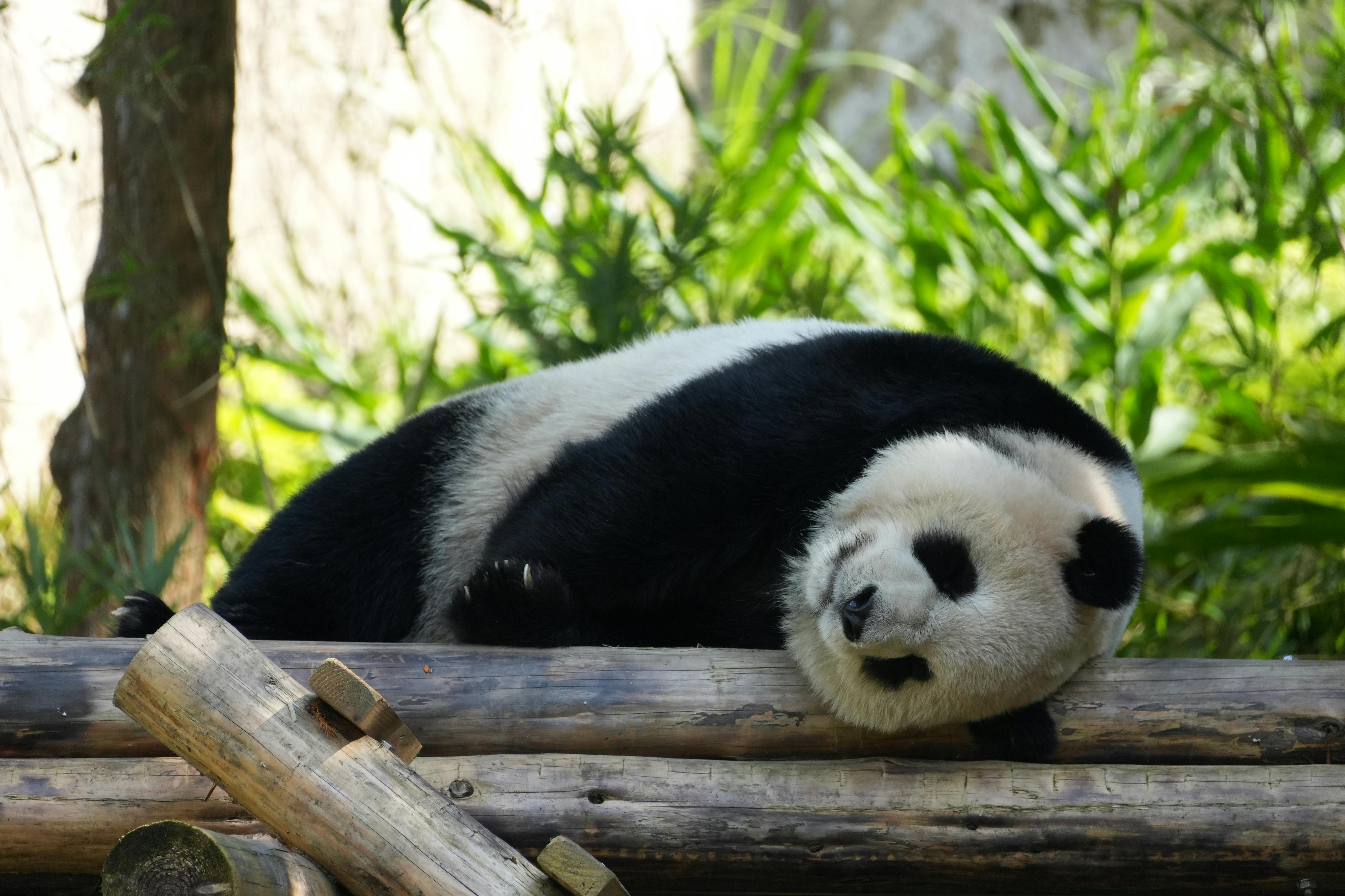 Giant Panda Resting Peacefully in Habitat · Free Stock Photo