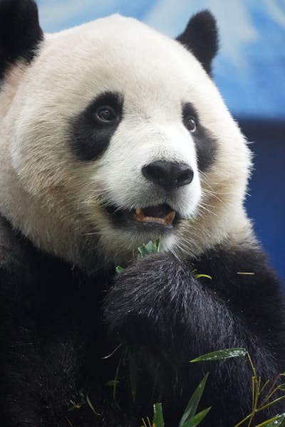 600+ Best Panda Photos · 100% Free Download · Pexels Stock Photos