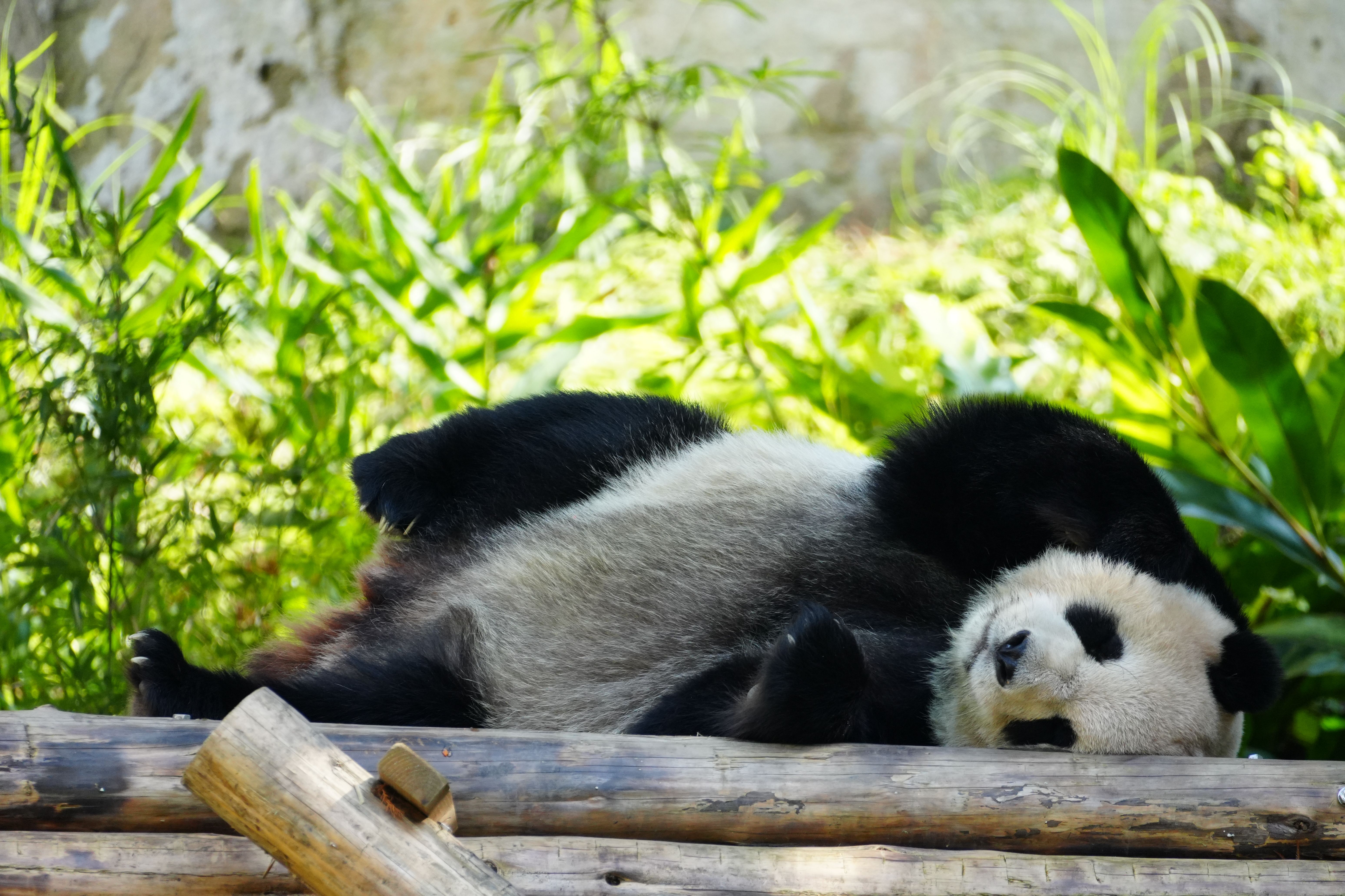 Giant Panda Relaxing in a Lush Green Habitat · Free Stock Photo