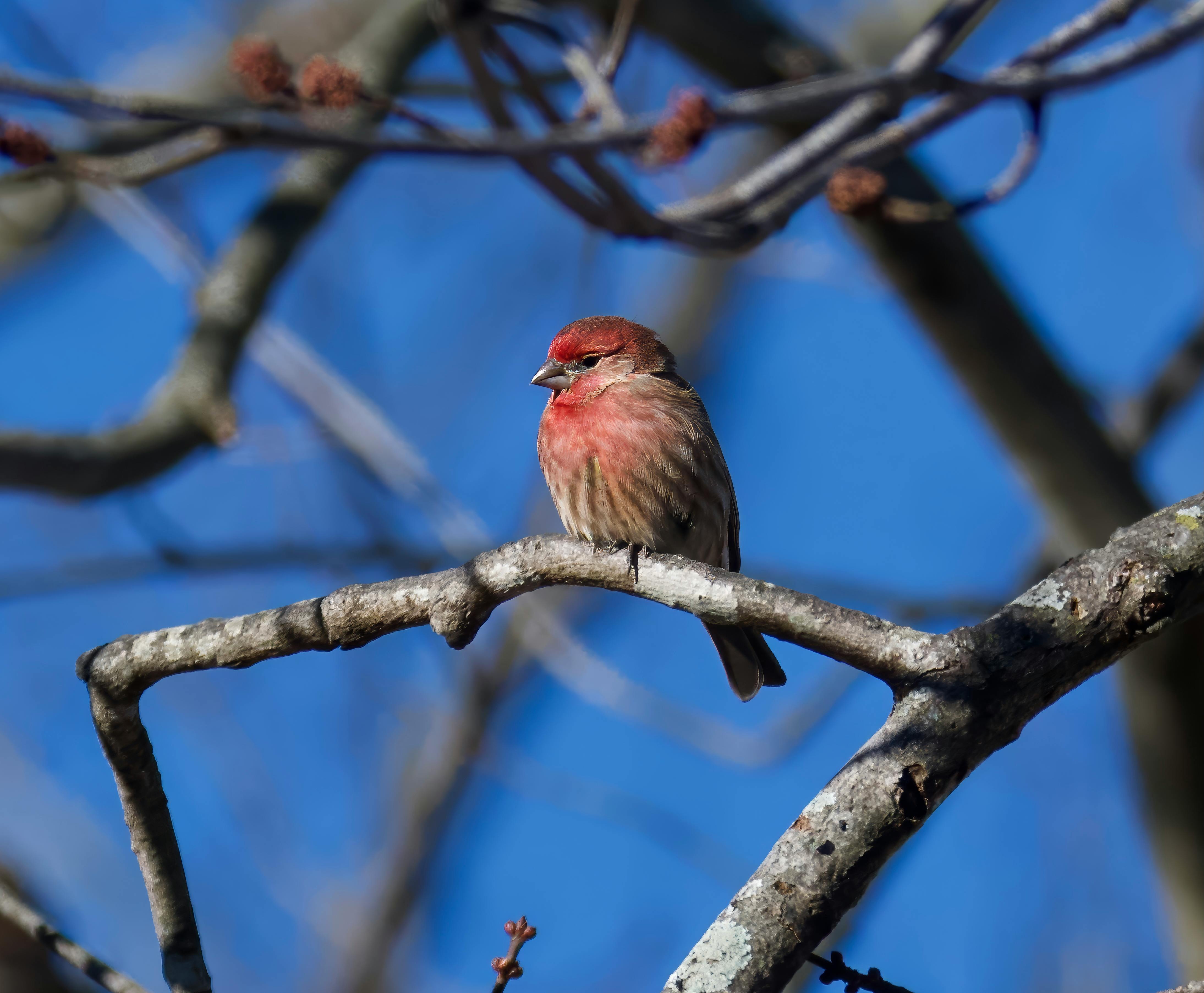 House Finch on a Branch in Athens, Alabama · Free Stock Photo
