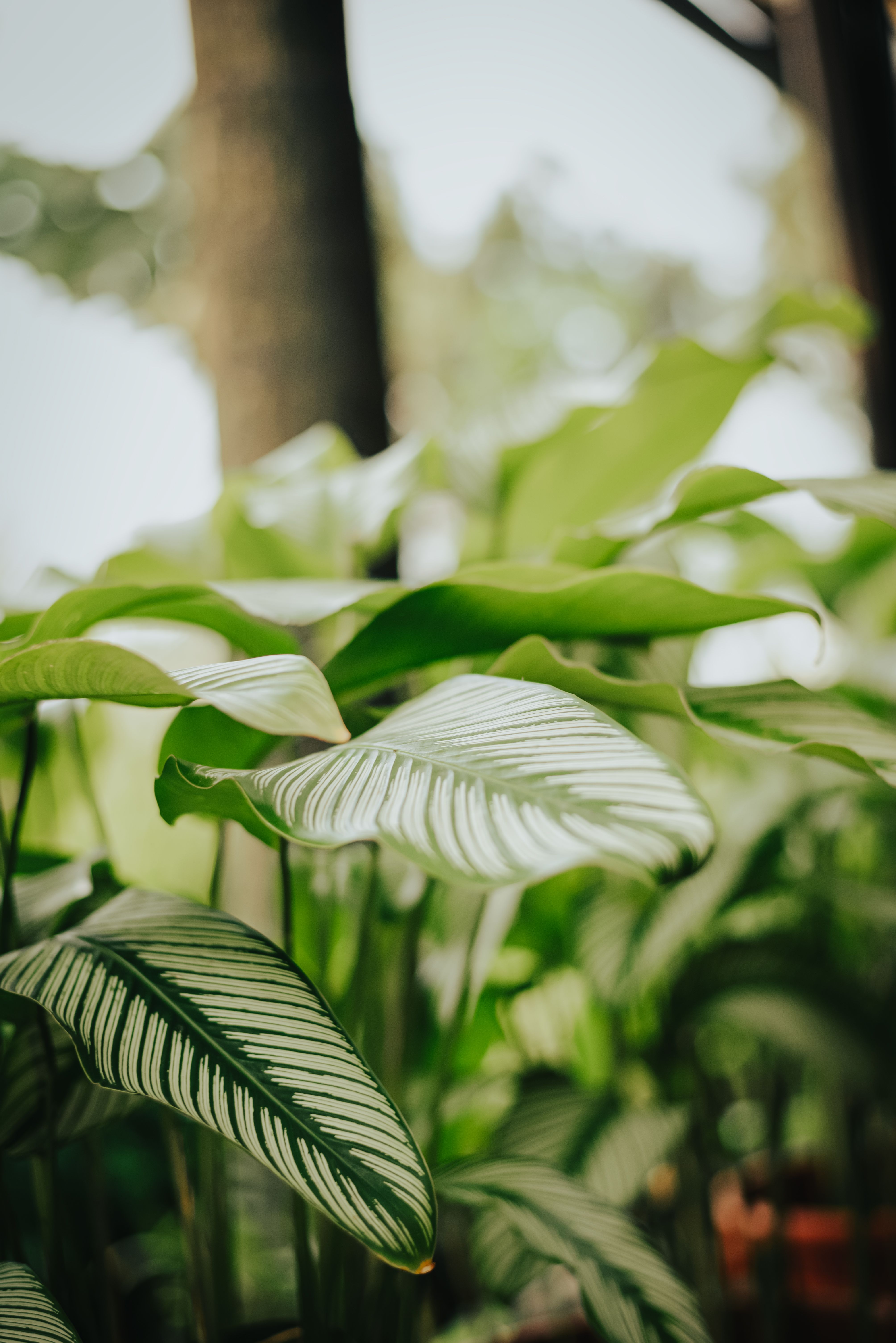 Lush Green Calathea Ornata Leaves in Natural Setting · Free Stock Photo