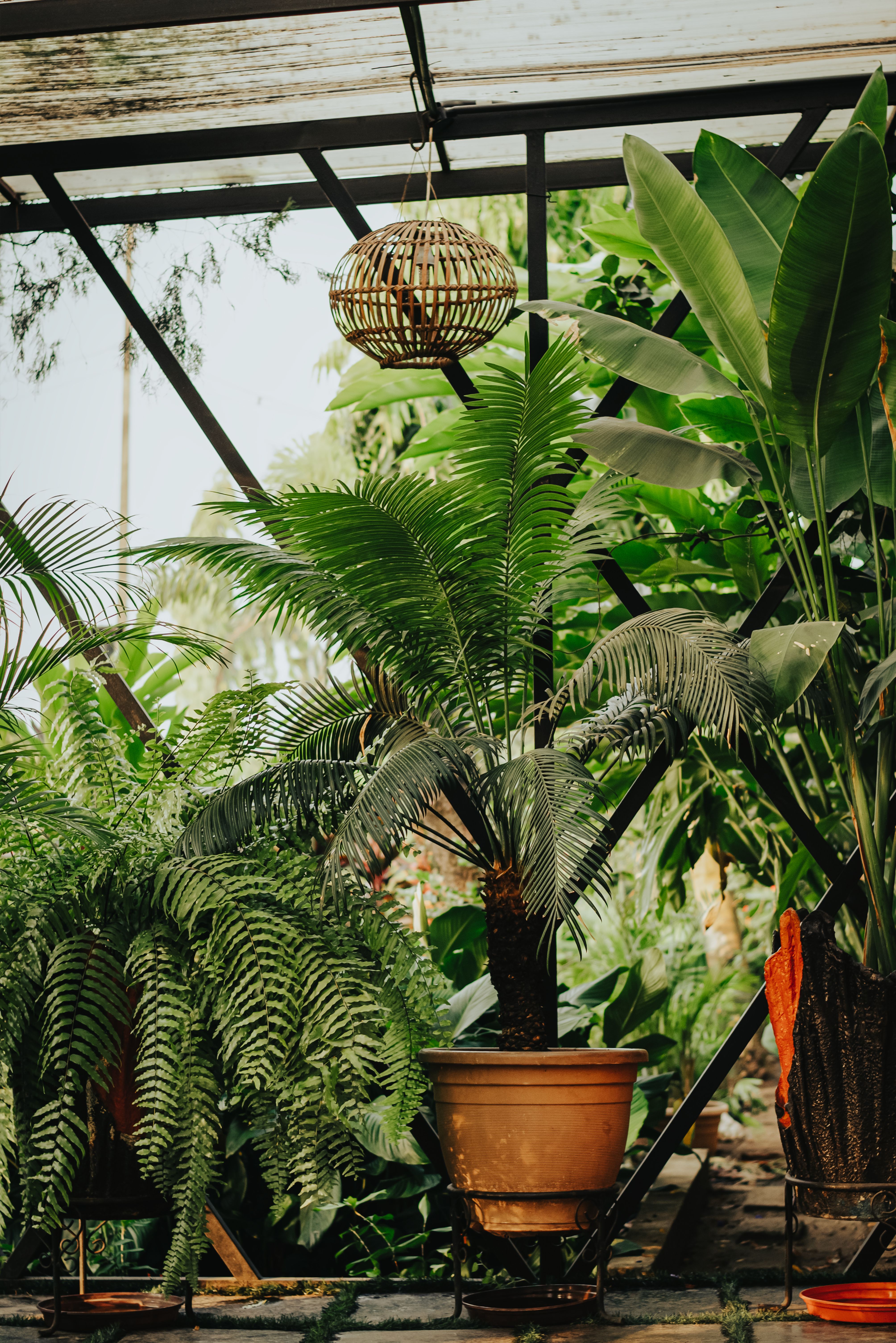 Lush Indoor Greenhouse with Tropical Plants · Free Stock Photo