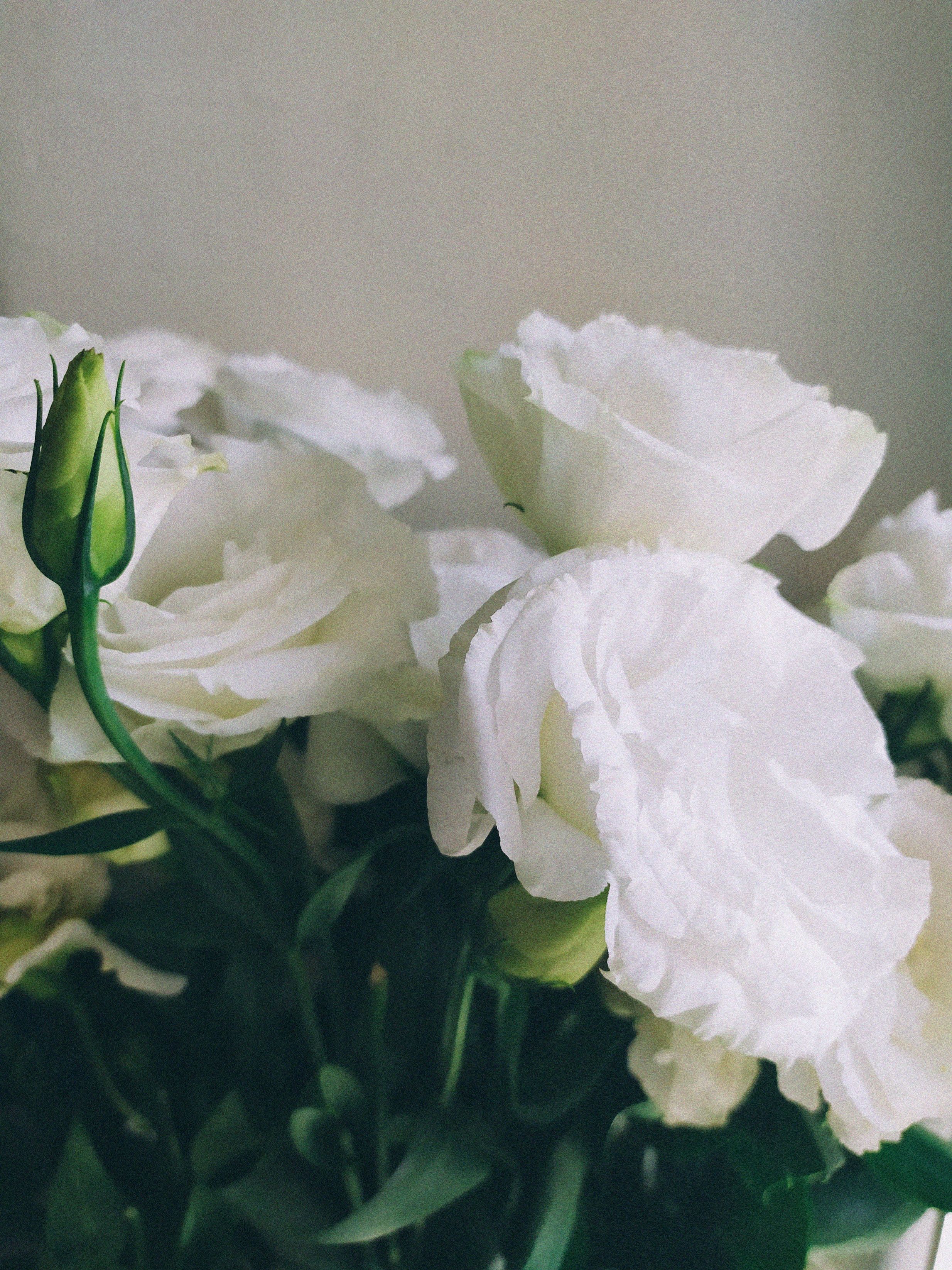 Elegant White Lisianthus Flowers in Soft Light · Free Stock Photo