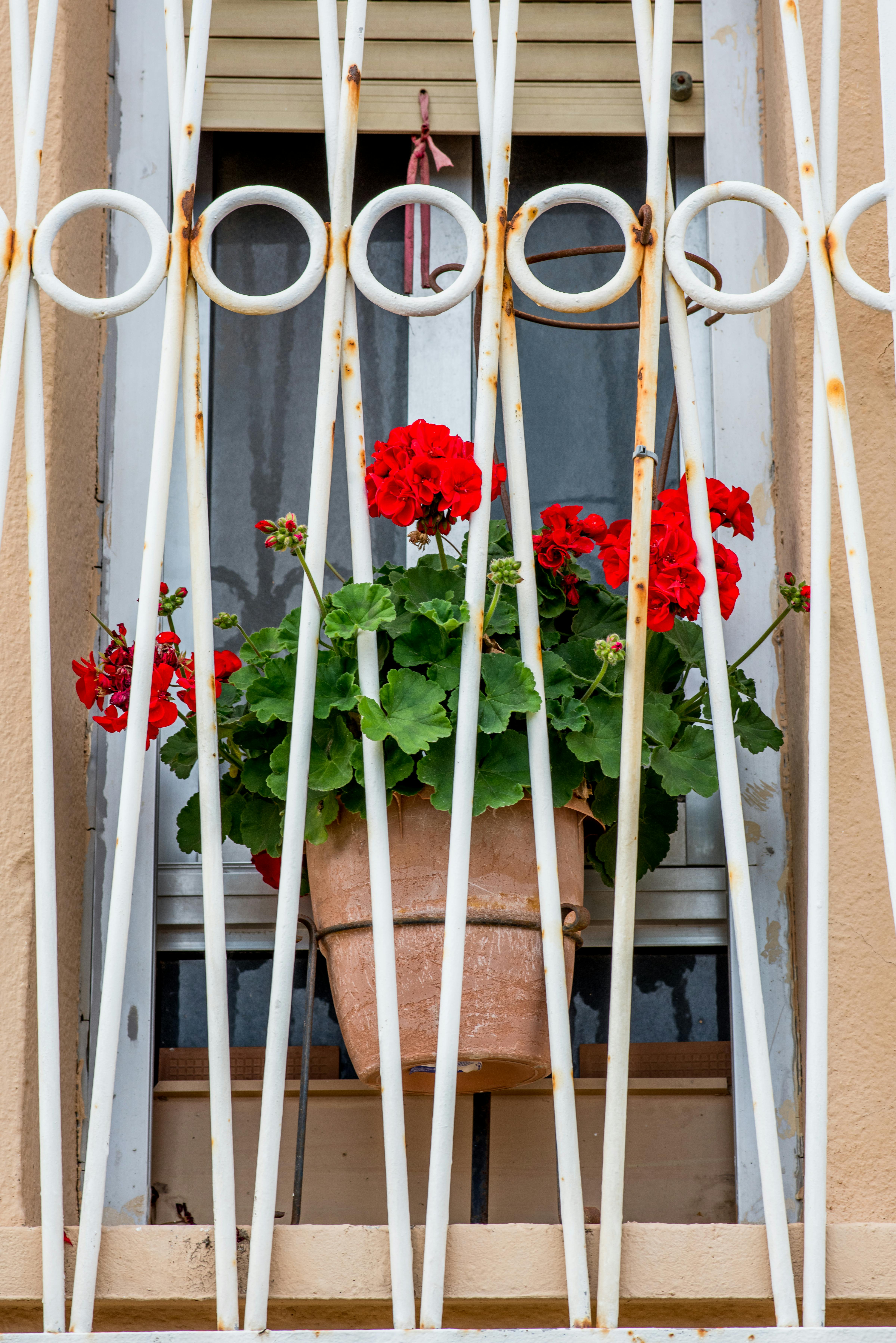 Red Pink Flower Hang on the Windows · Free Stock Photo