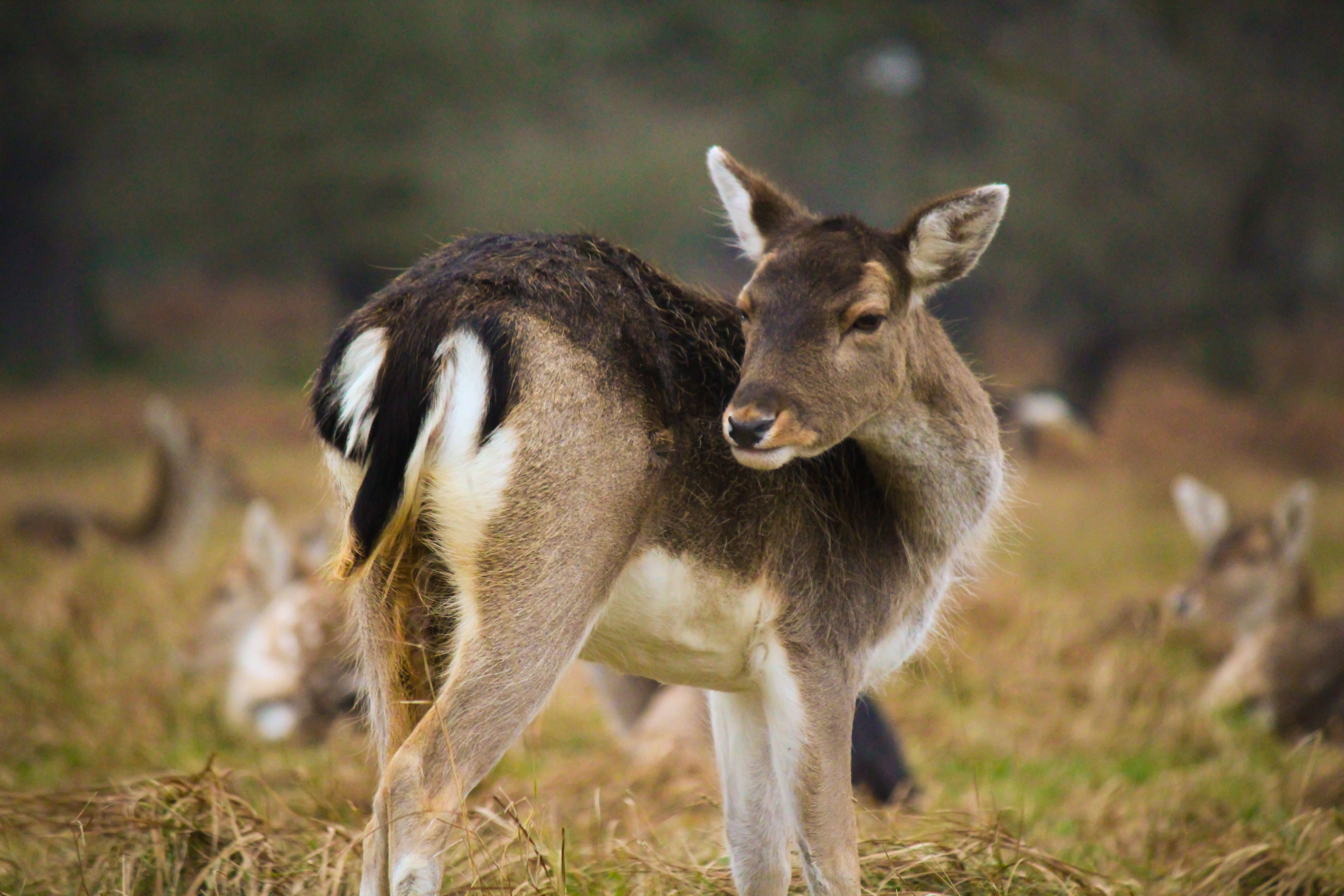 Young Deer in Natural Habitat During Autumn · Free Stock Photo