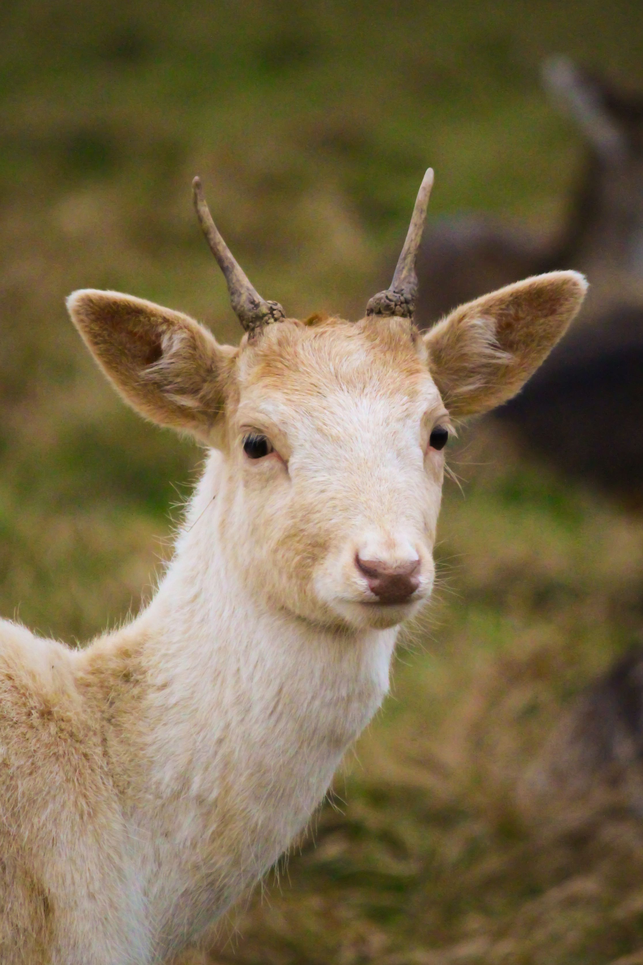 Close-up Portrait of a Young White Deer in Nature · Free Stock Photo