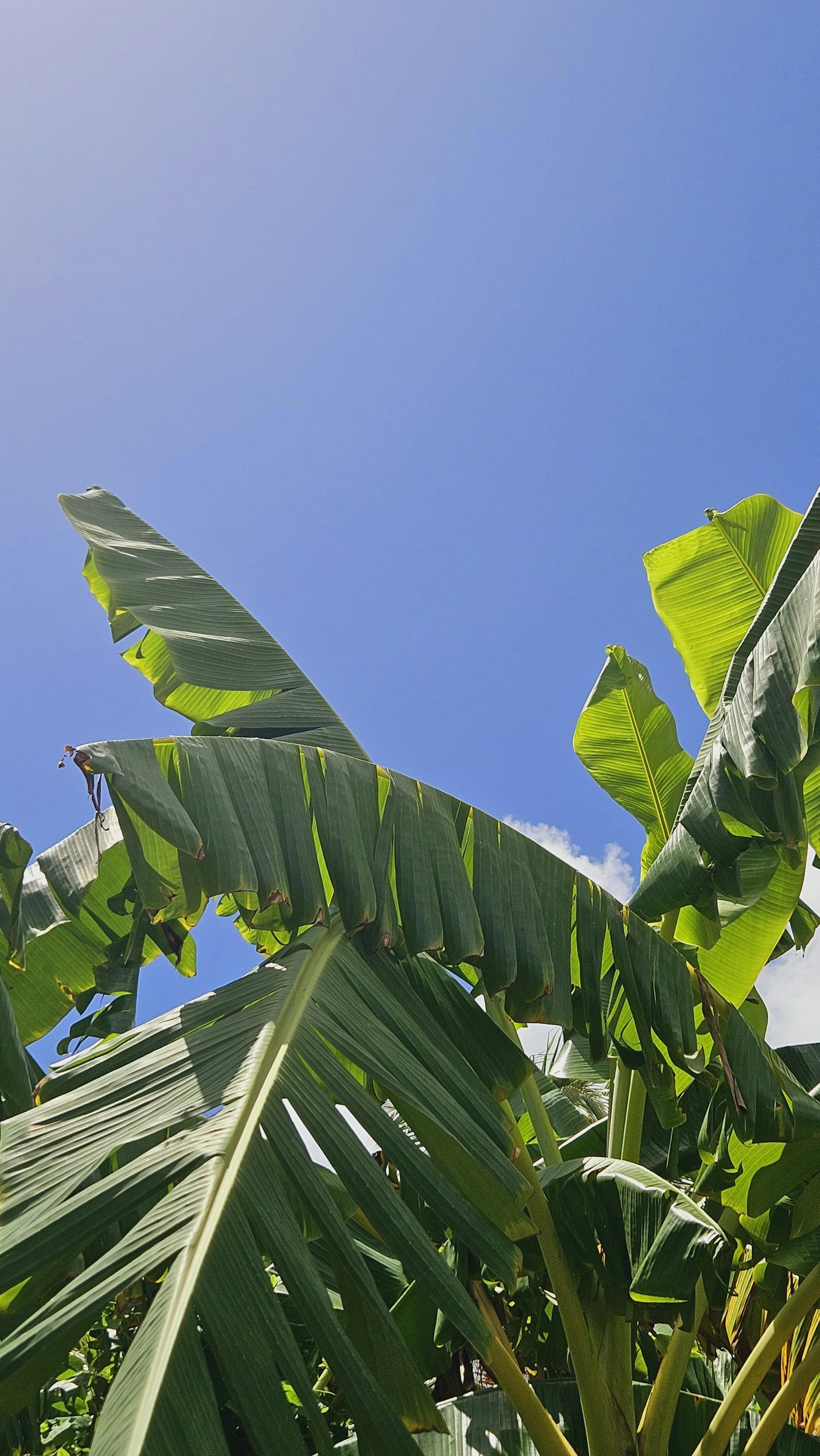 Icy Sun - Photography