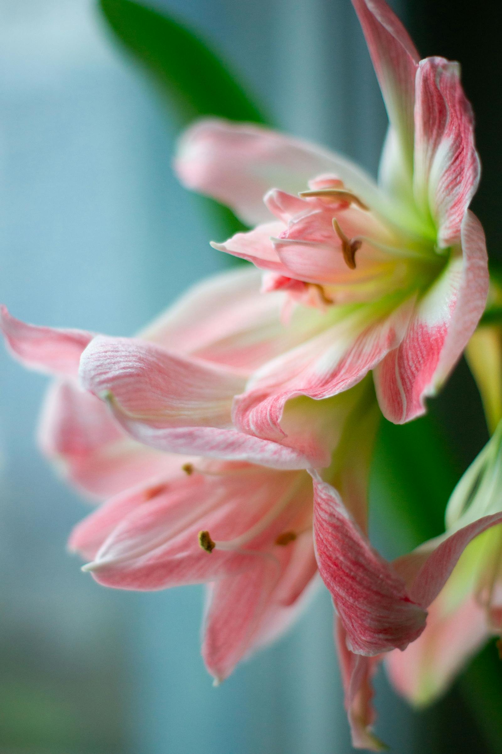 Flowers Garden Photos, Download The BEST Free Flowers Garden Stock ...