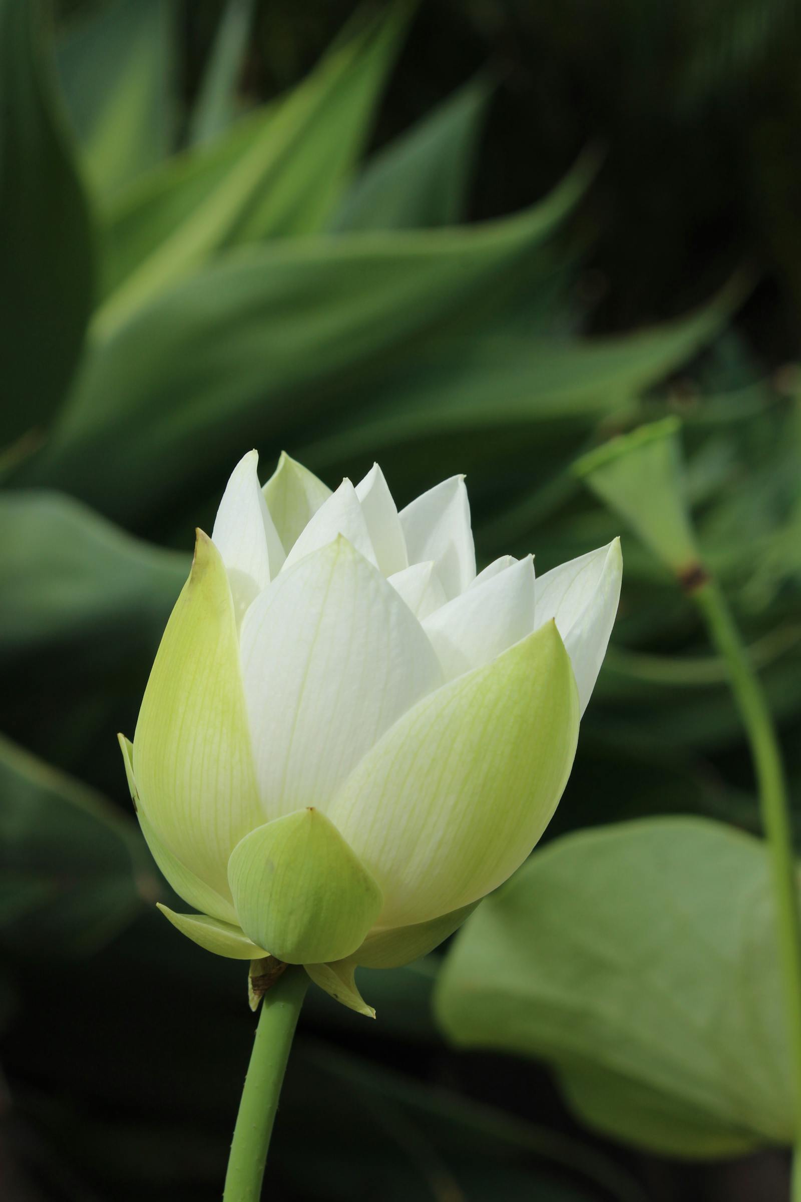 Lotus Flower Wallpaper Photos, Download The BEST Free Lotus Flower ...