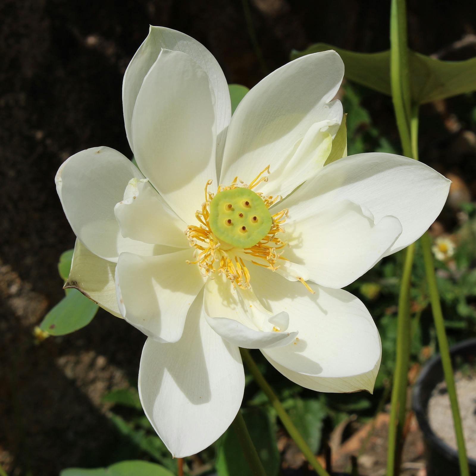 Lotus Flower Wallpaper Photos, Download The BEST Free Lotus Flower ...