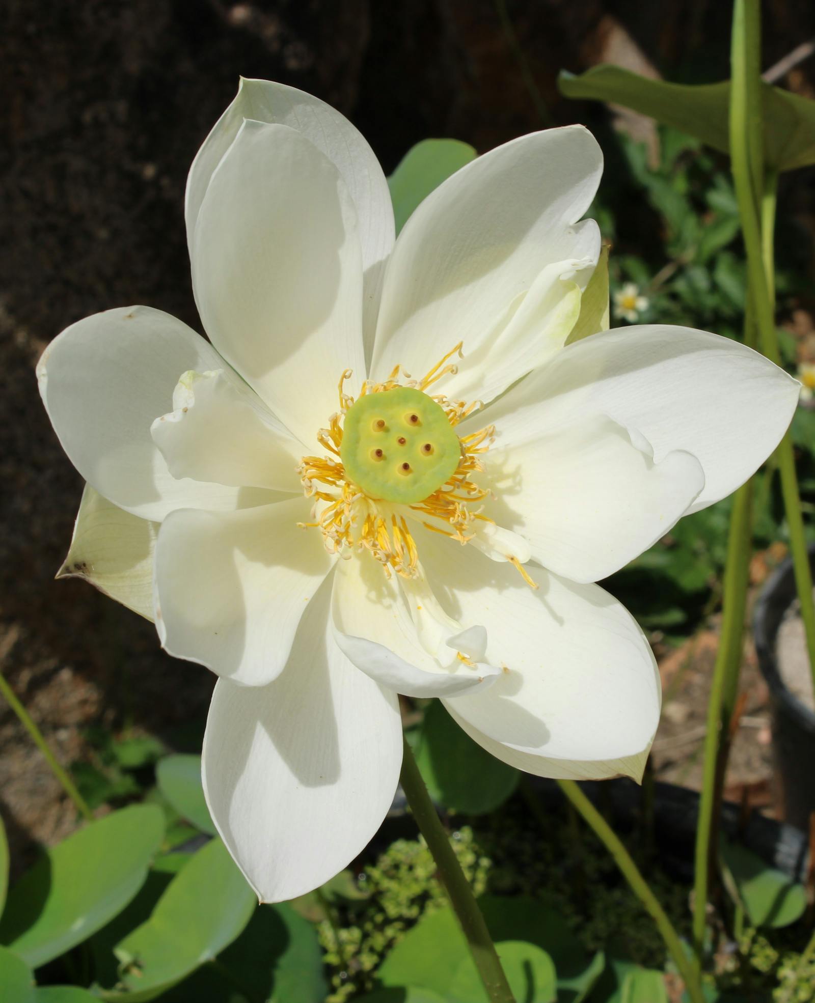 White Lotus Flower Photos, Download The BEST Free White Lotus Flower ...