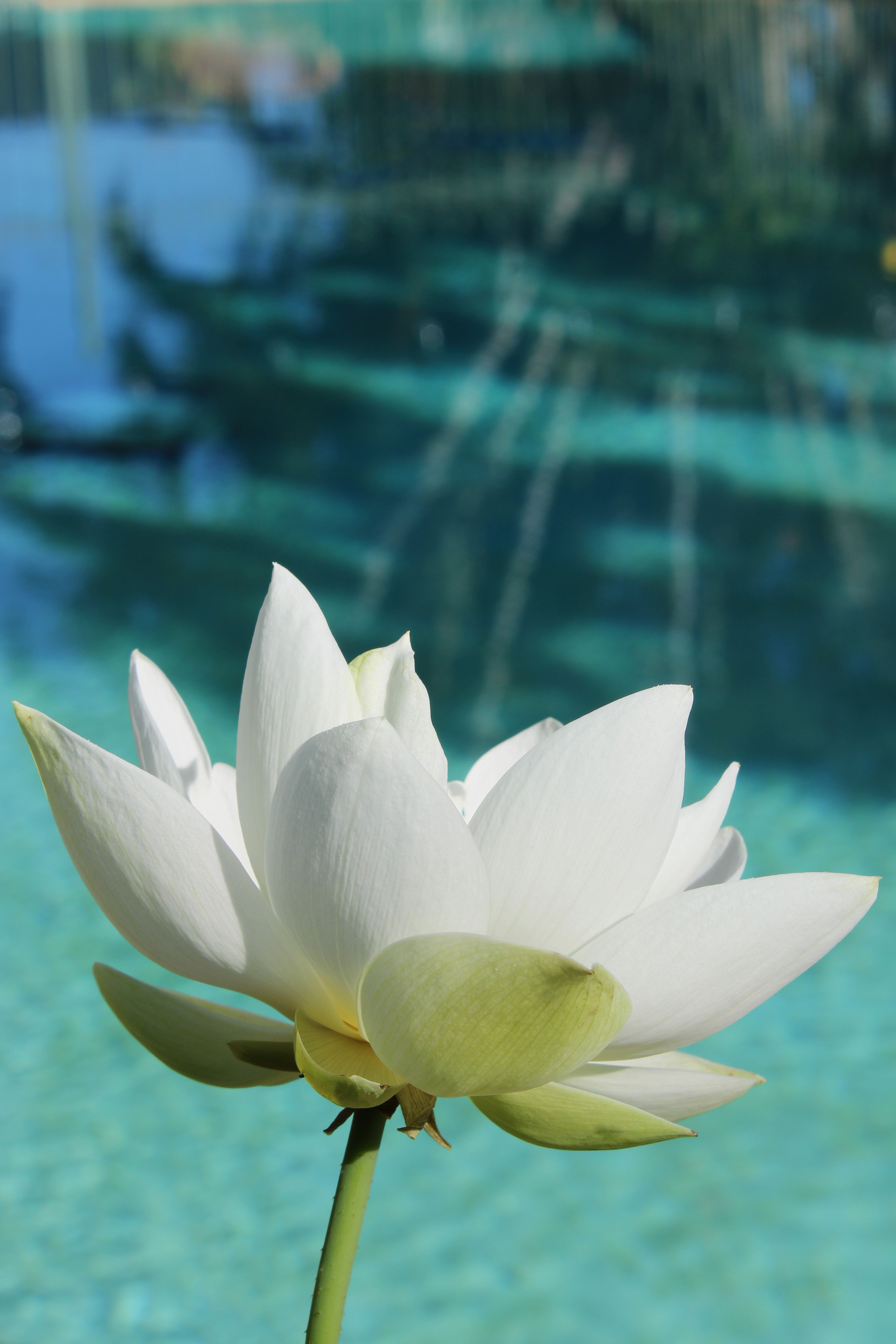 Close-Up of White Lotus Flower by Serene Pool · Free Stock Photo
