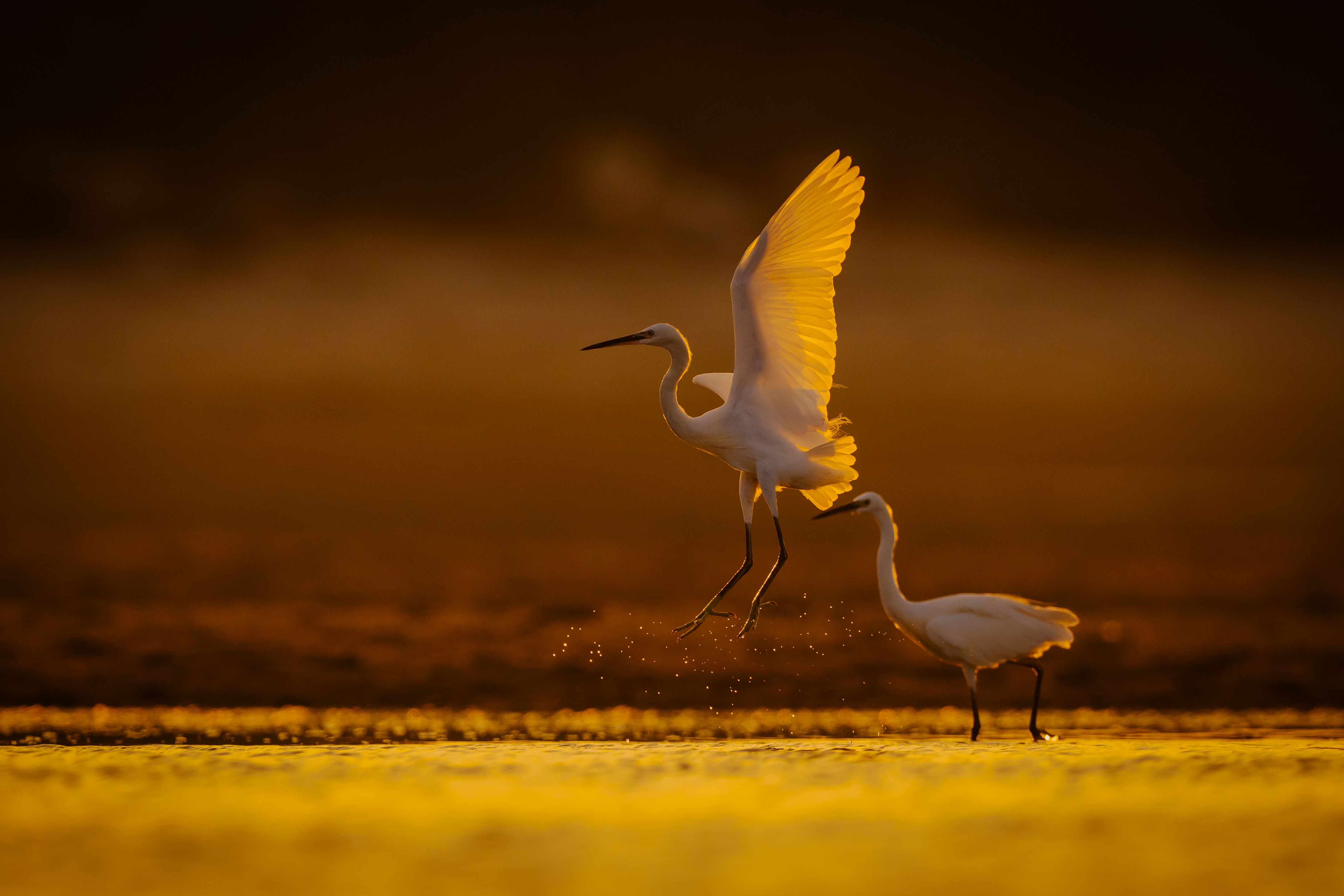 Graceful Egrets at Golden Sunset on Water · Free Stock Photo