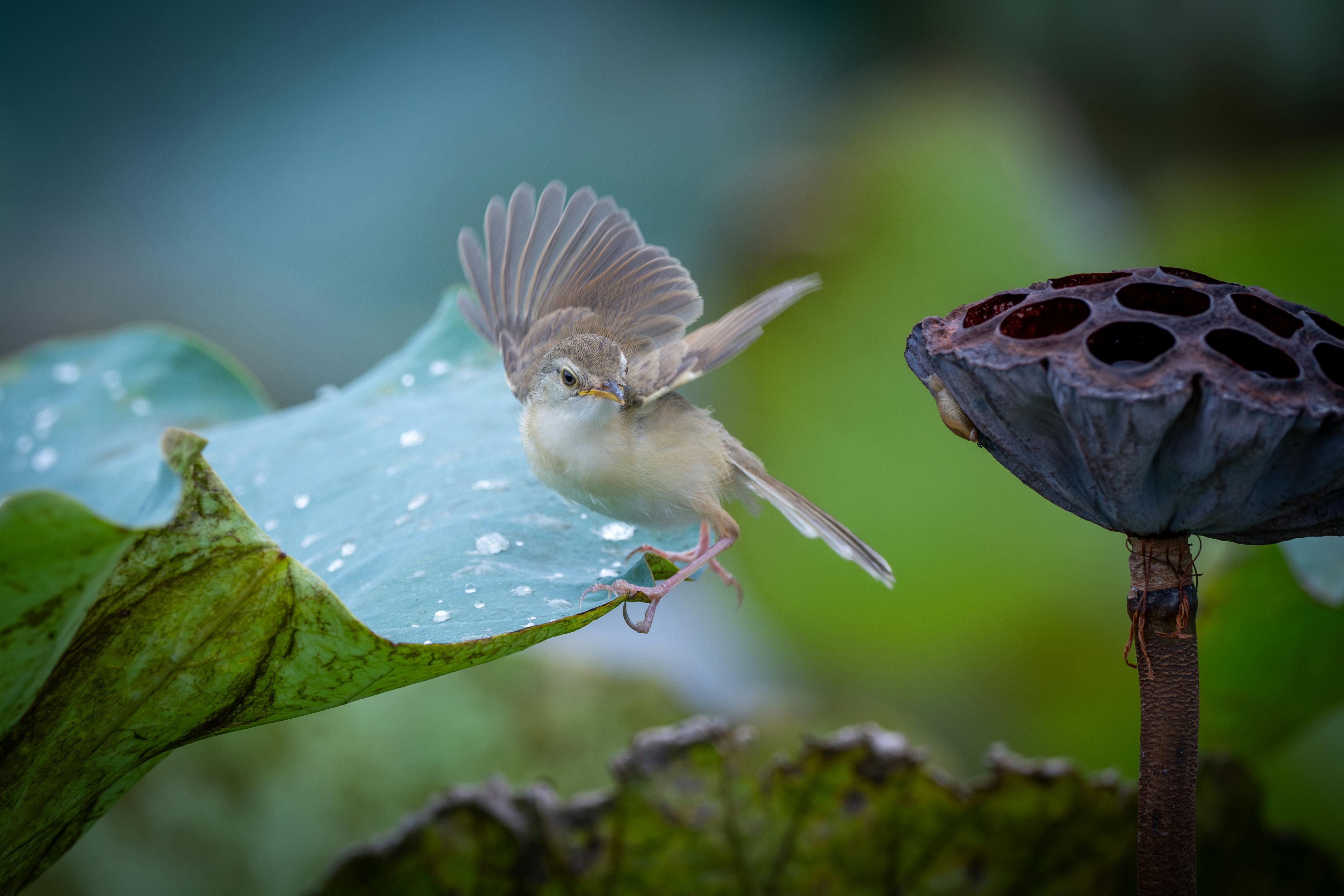 Starship Landing Photos, Download The BEST Free Starship Landing Stock ...