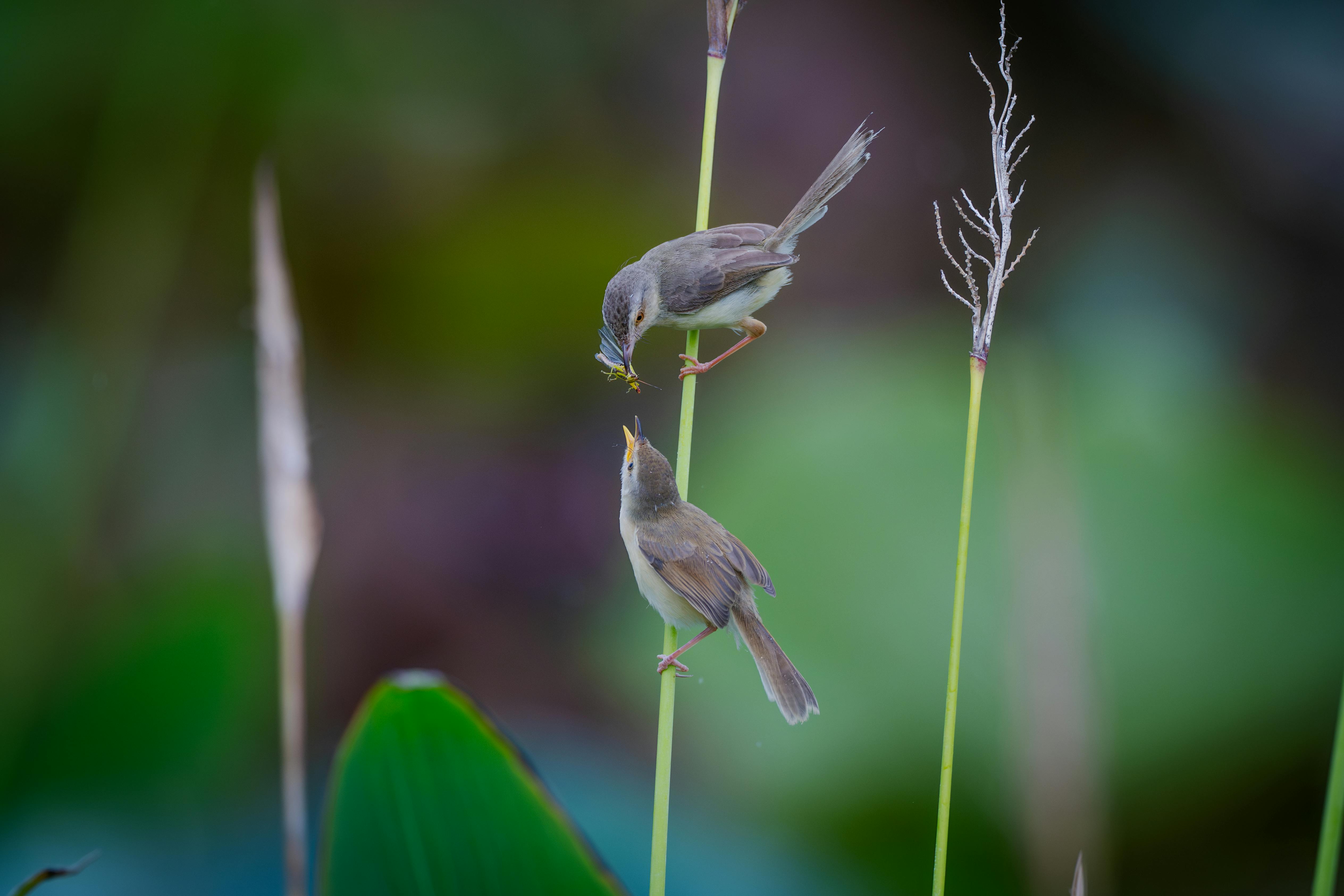 Bird Interaction Photos, Download The BEST Free Bird Interaction Stock ...