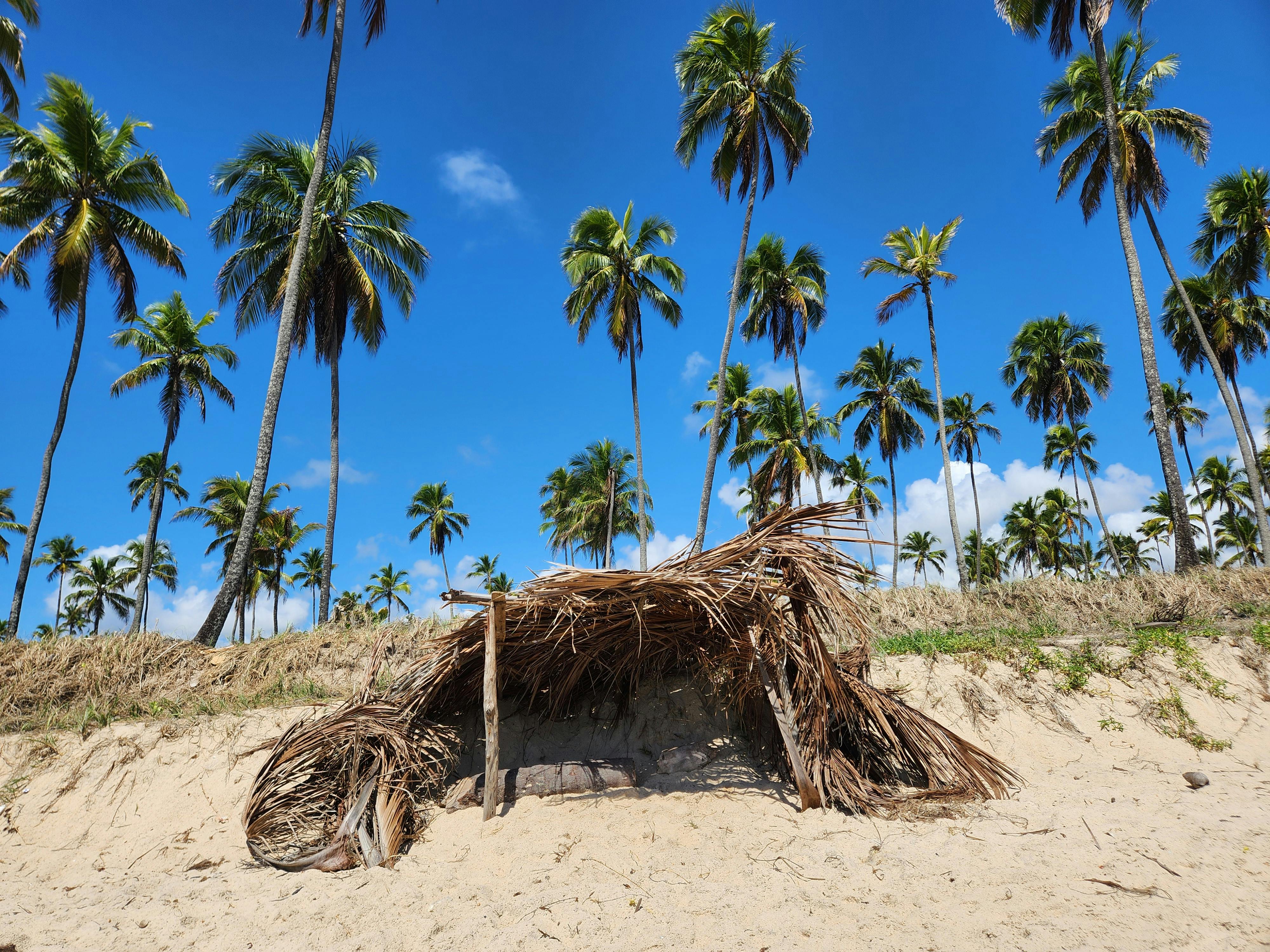 Palm Trees and Beach Hut in Pernambuco, Brazil · Free Stock Photo