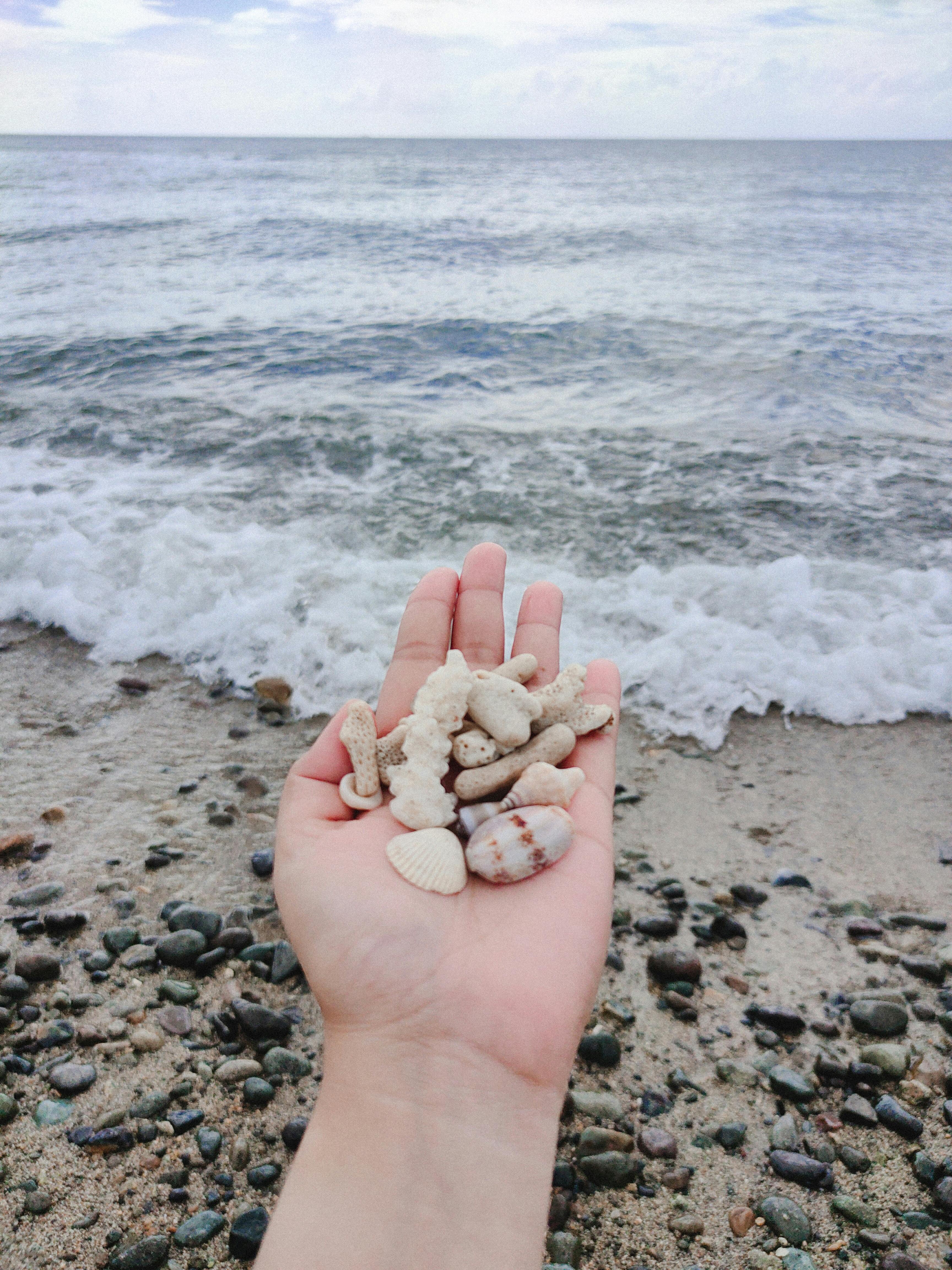 Shell With Shells Photos, Download The BEST Free Shell With Shells ...