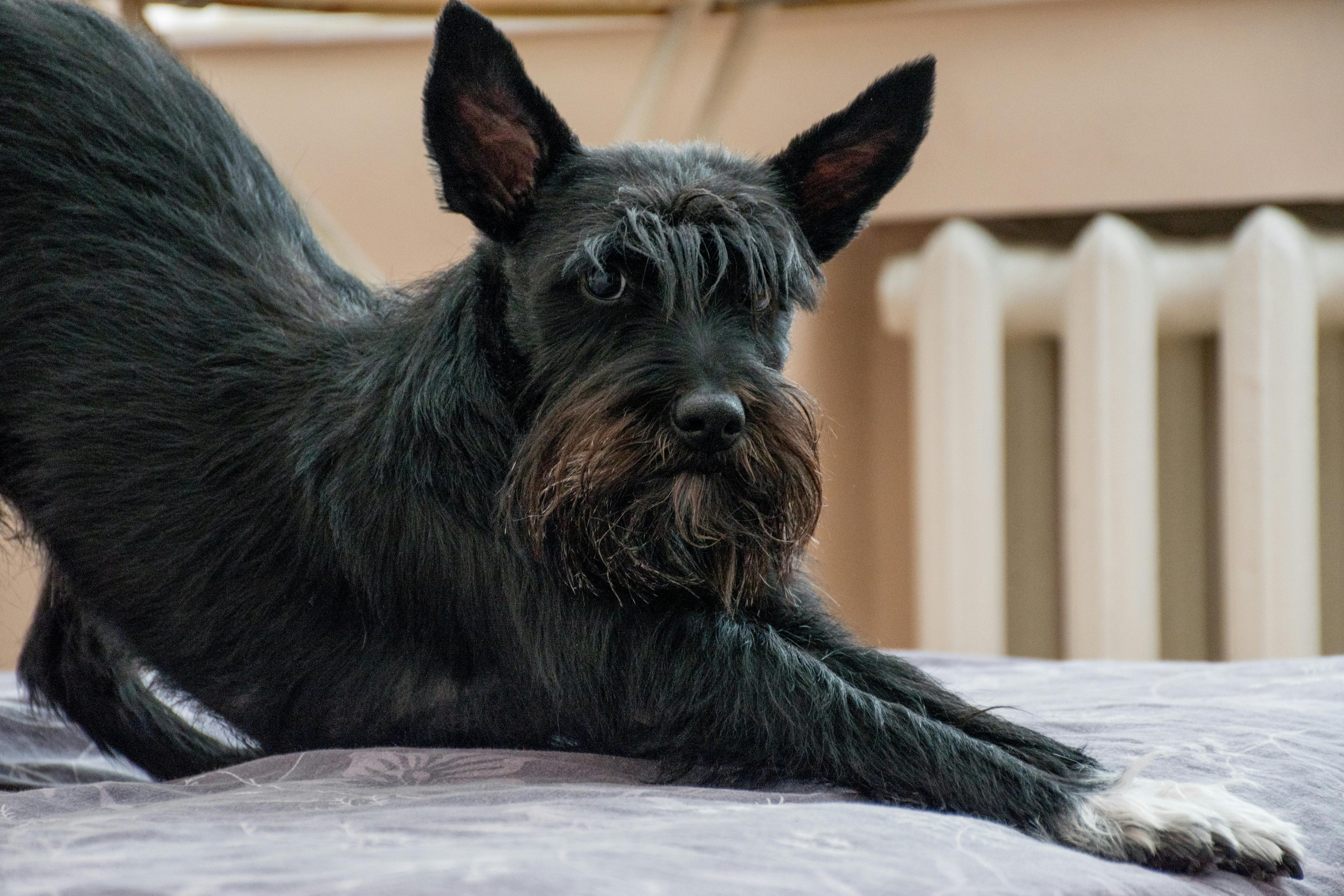 Gratis lagerfoto af daggry mod hund, hund, sort hund