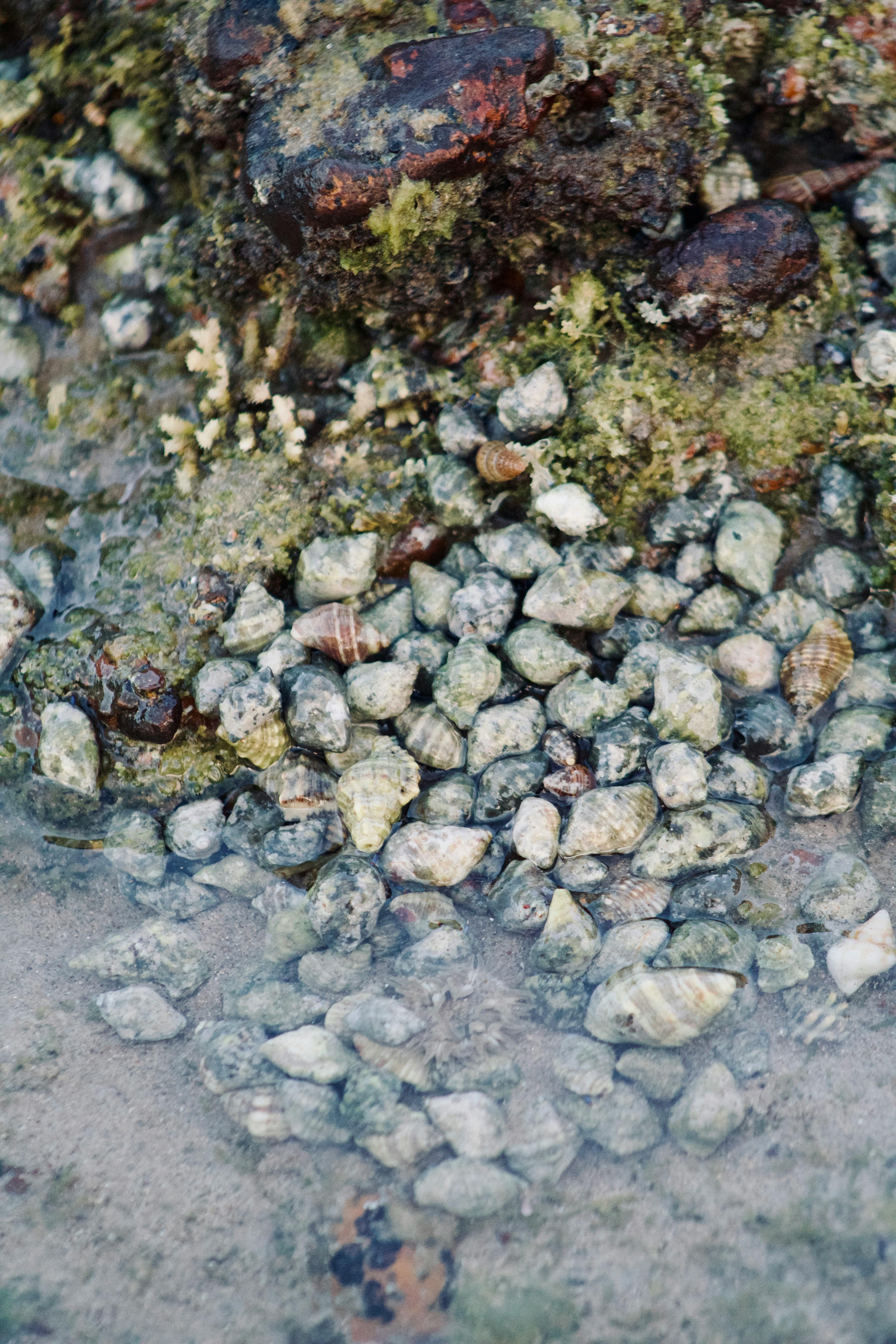 Seashells and Algae on Rocky Shoreline · Free Stock Photo
