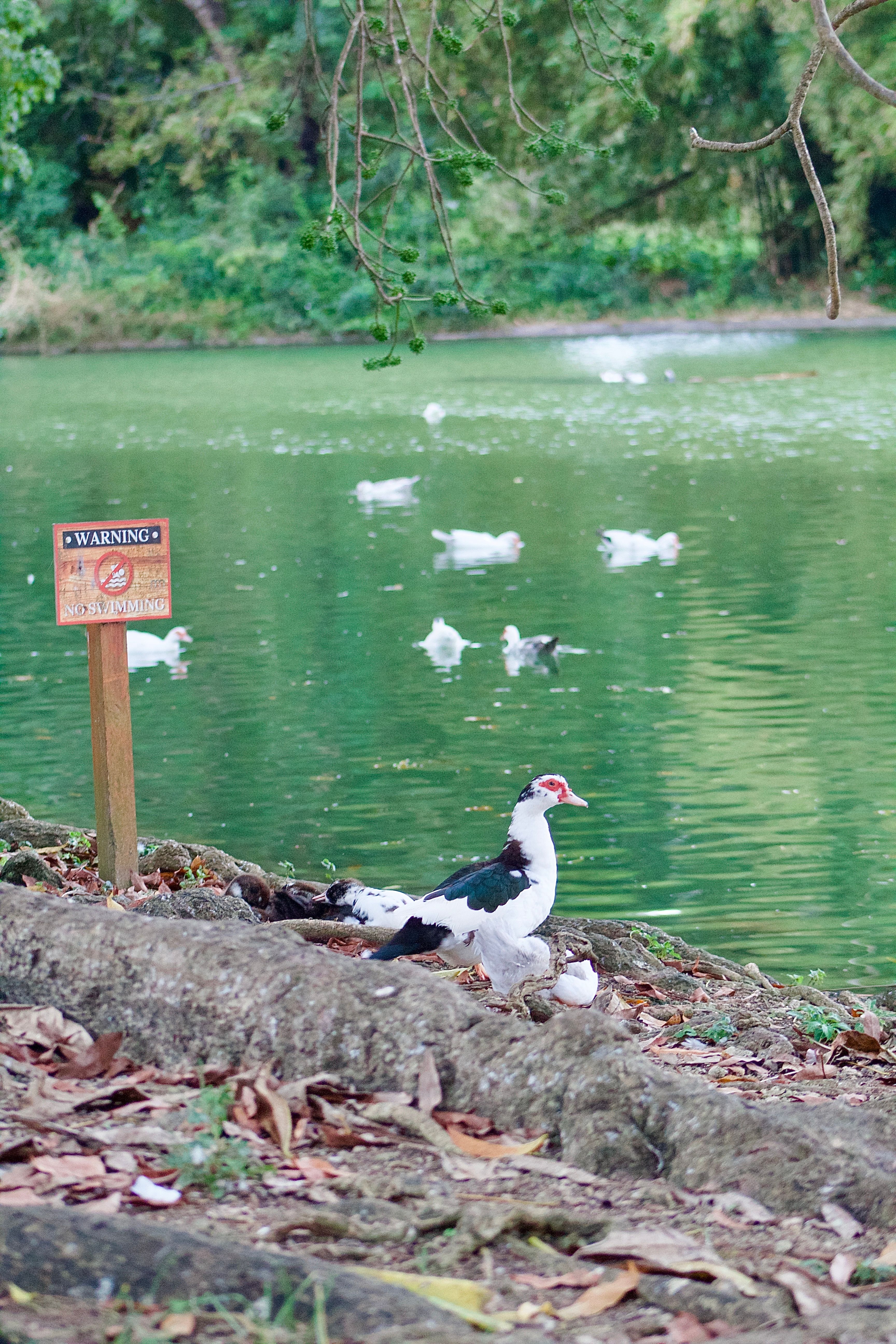 Idle Duck Photos, Download The BEST Free Idle Duck Stock Photos & HD Images