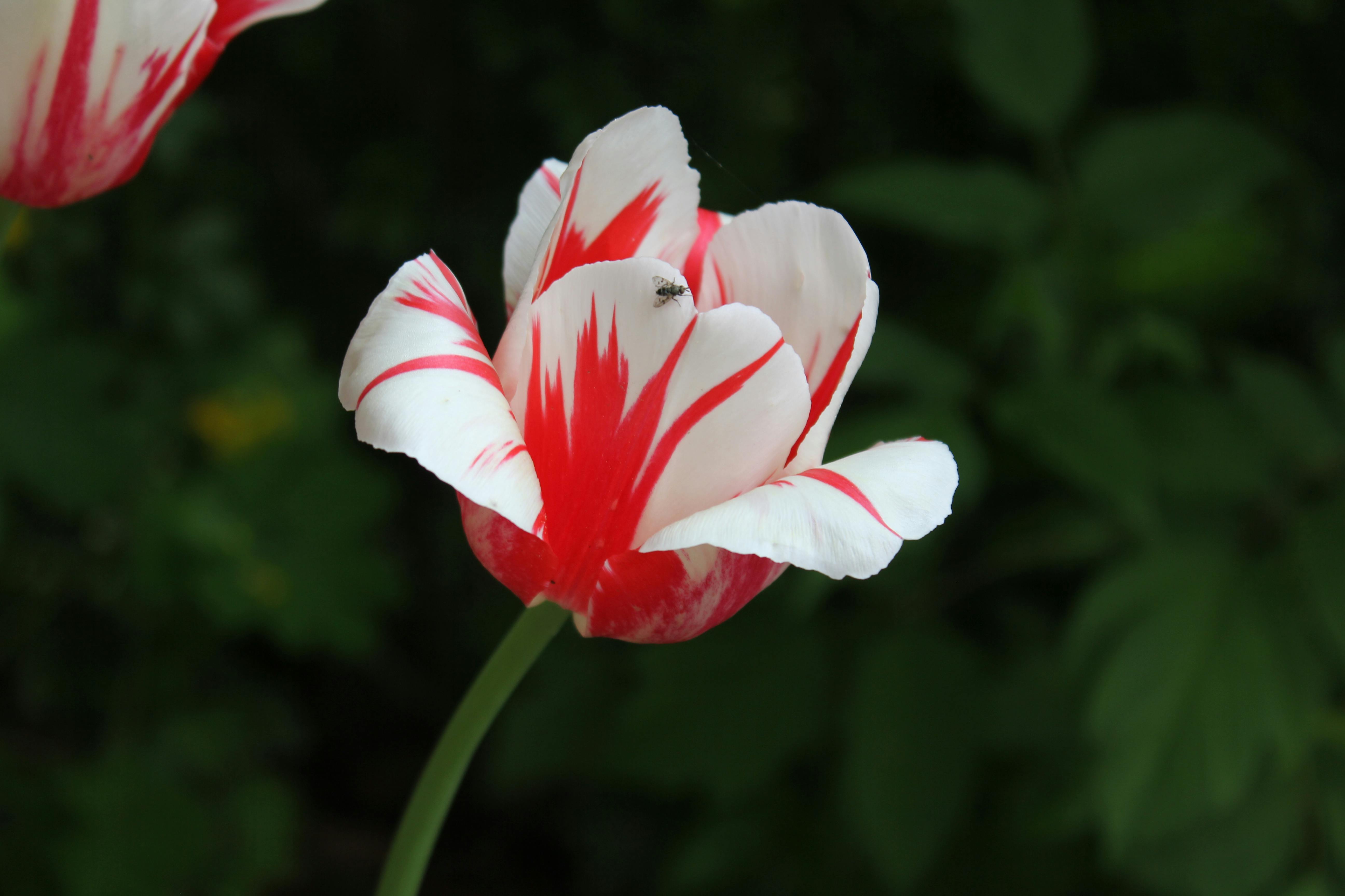 Tulipán Rojo Y Blanco Con Insecto En Primer Plano · Foto de stock gratuita