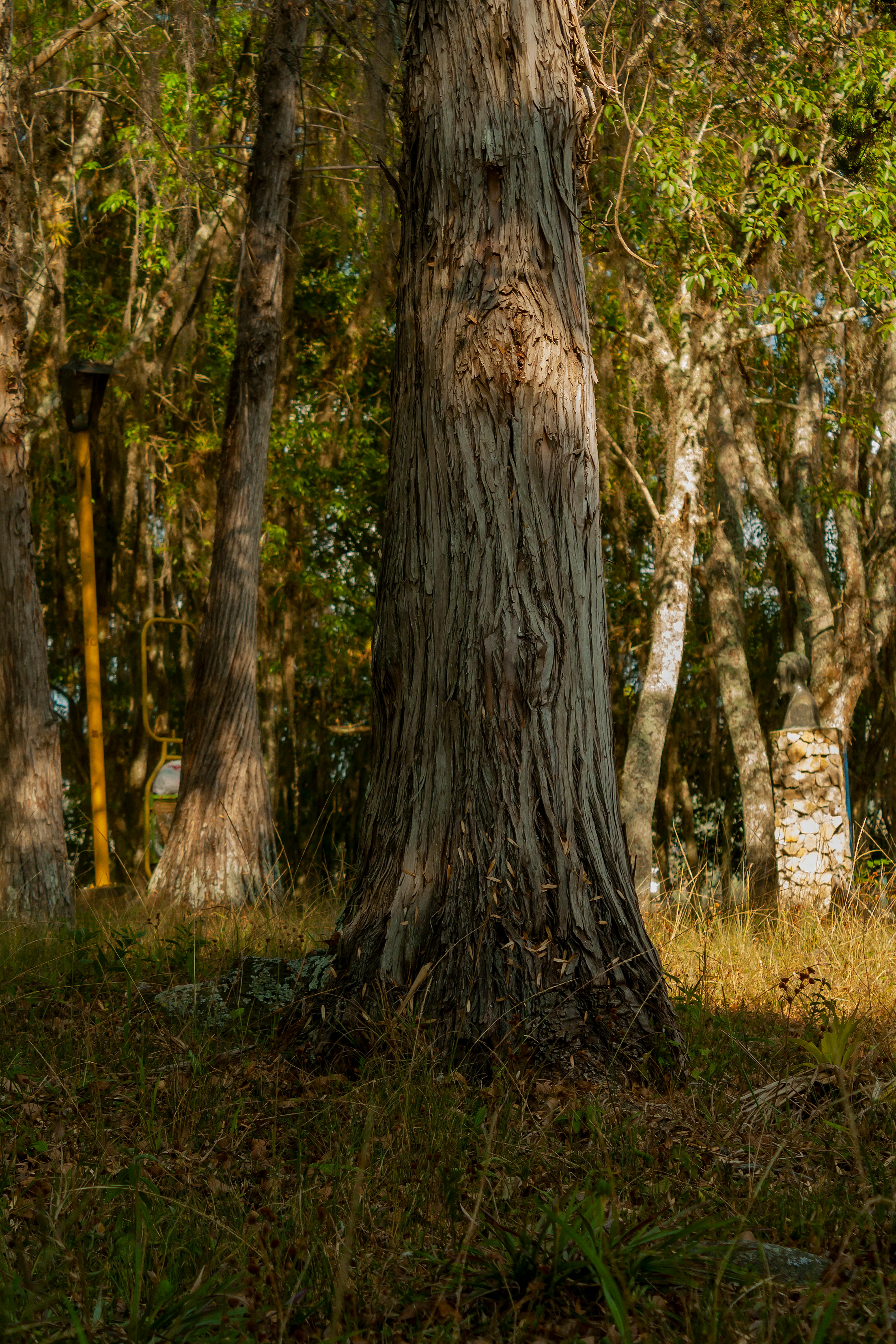 Sunlit Forest Scene in Mérida, Venezuela · Free Stock Photo