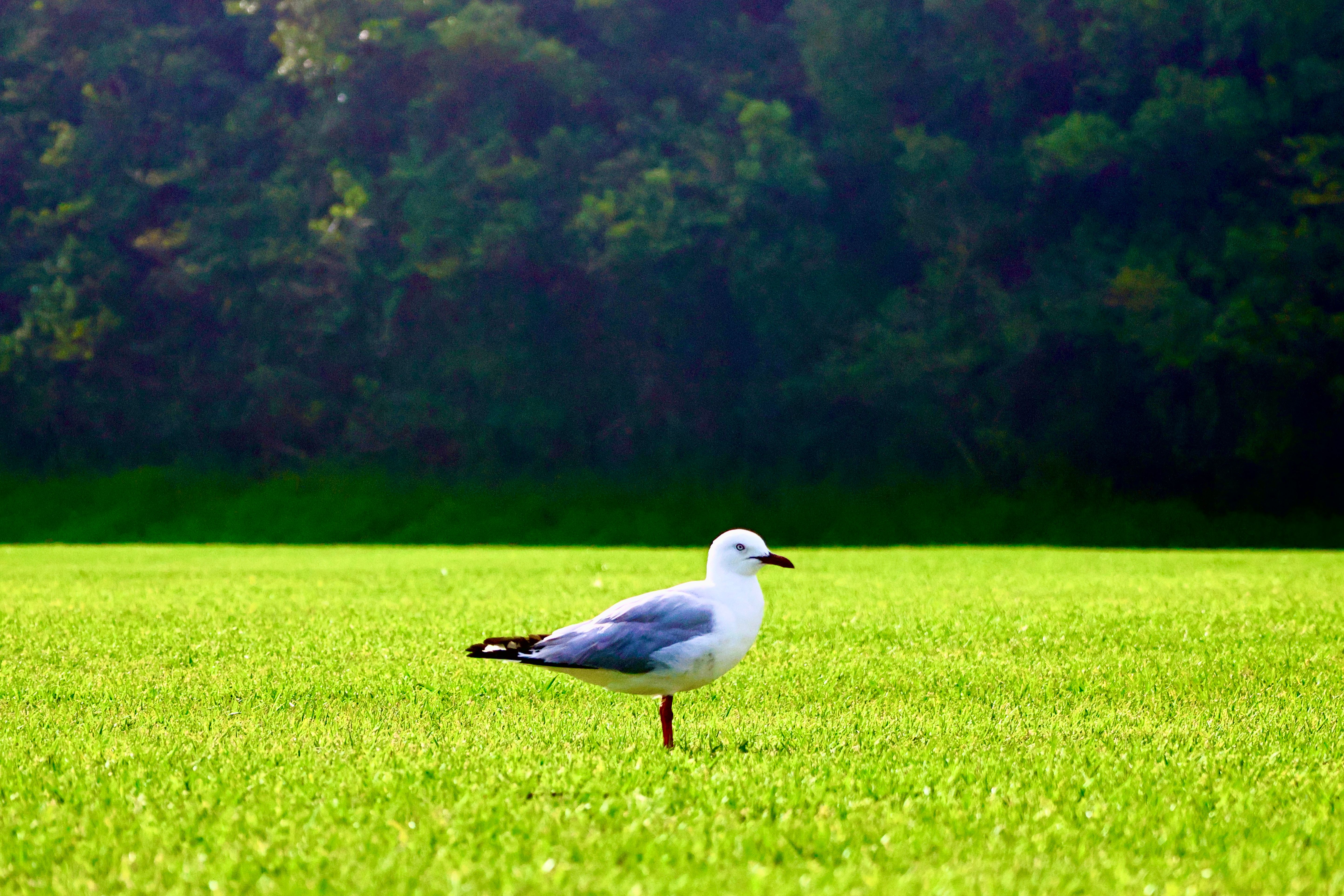 Australian Seagull on Lush Green Field · Free Stock Photo