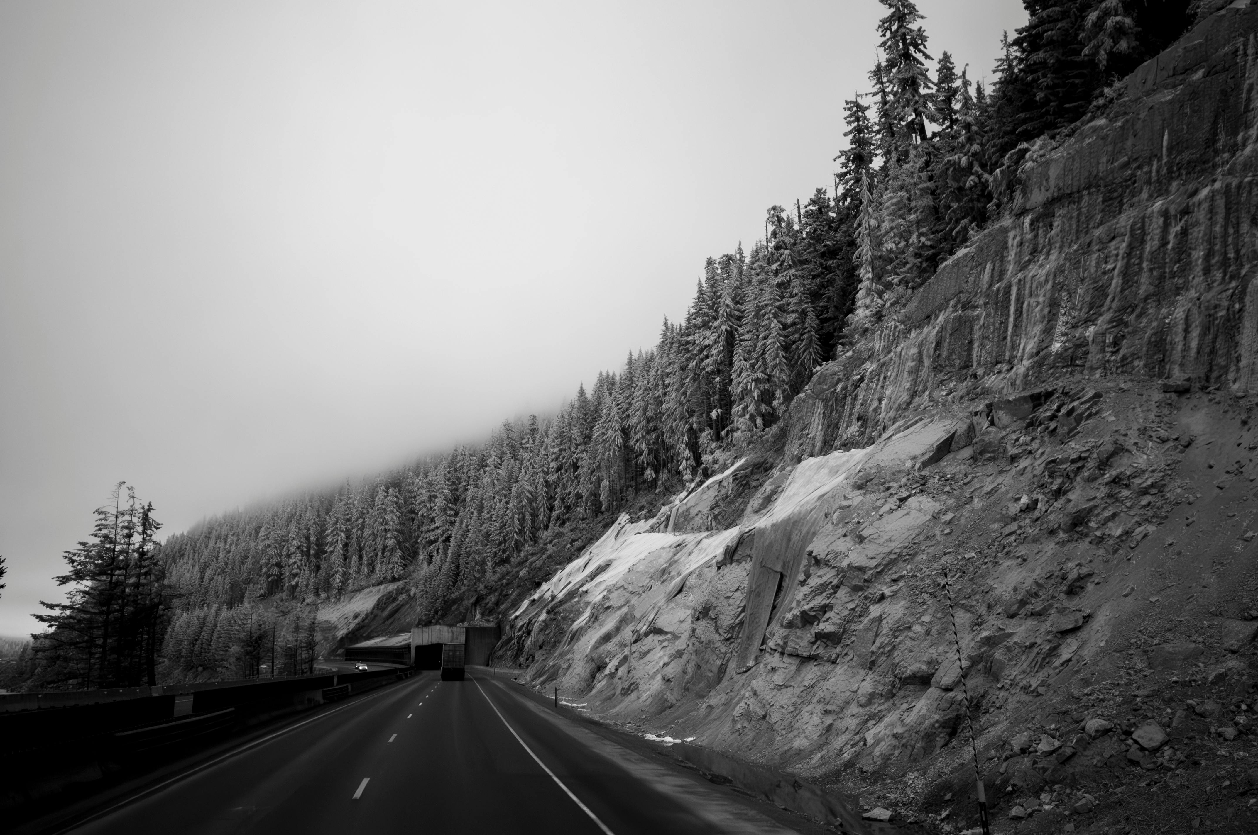 Bw Trees Photos, Download The BEST Free Bw Trees Stock Photos & HD Images