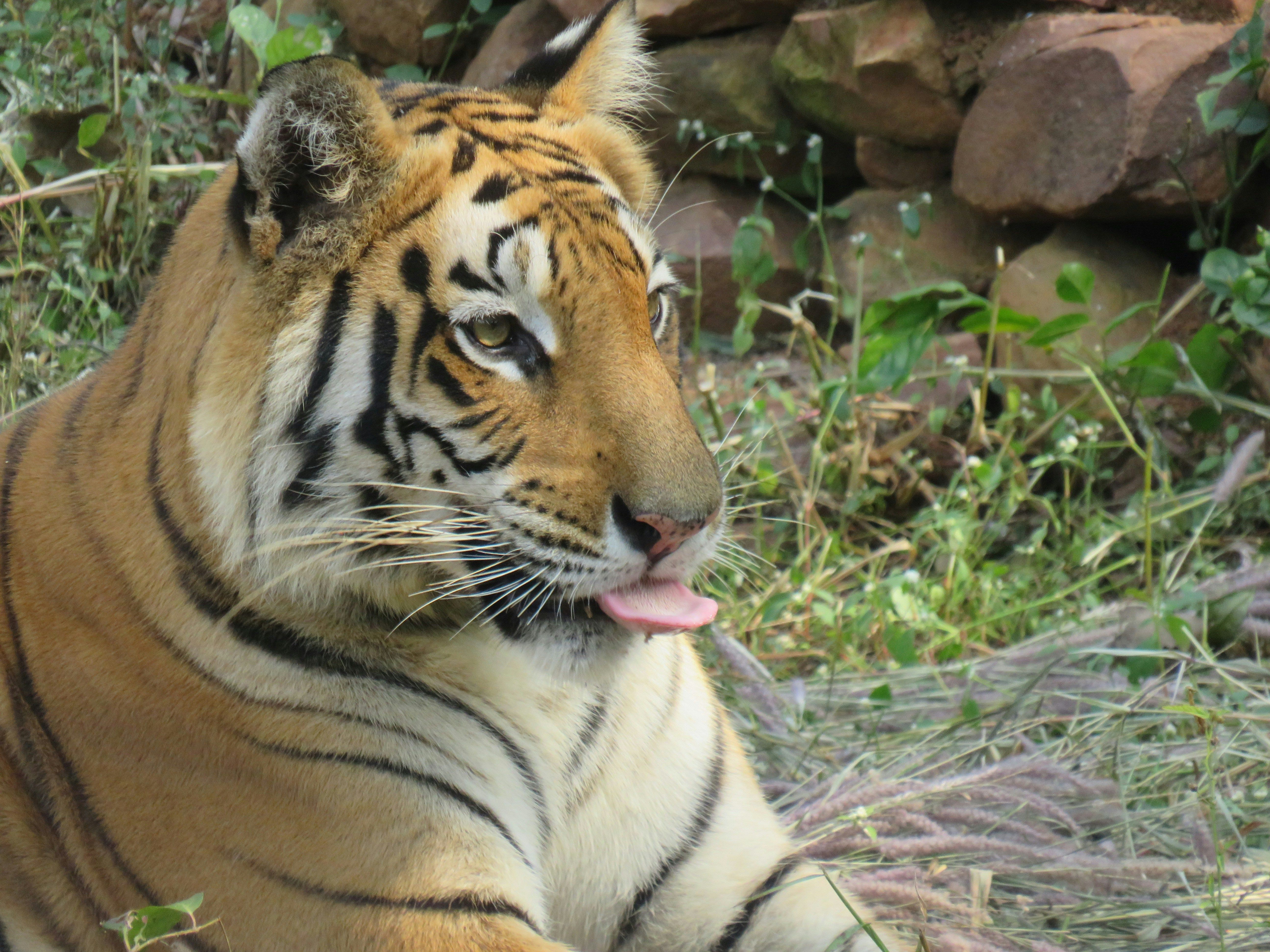 Bangal Tiger Photos, Download The BEST Free Bangal Tiger Stock Photos ...