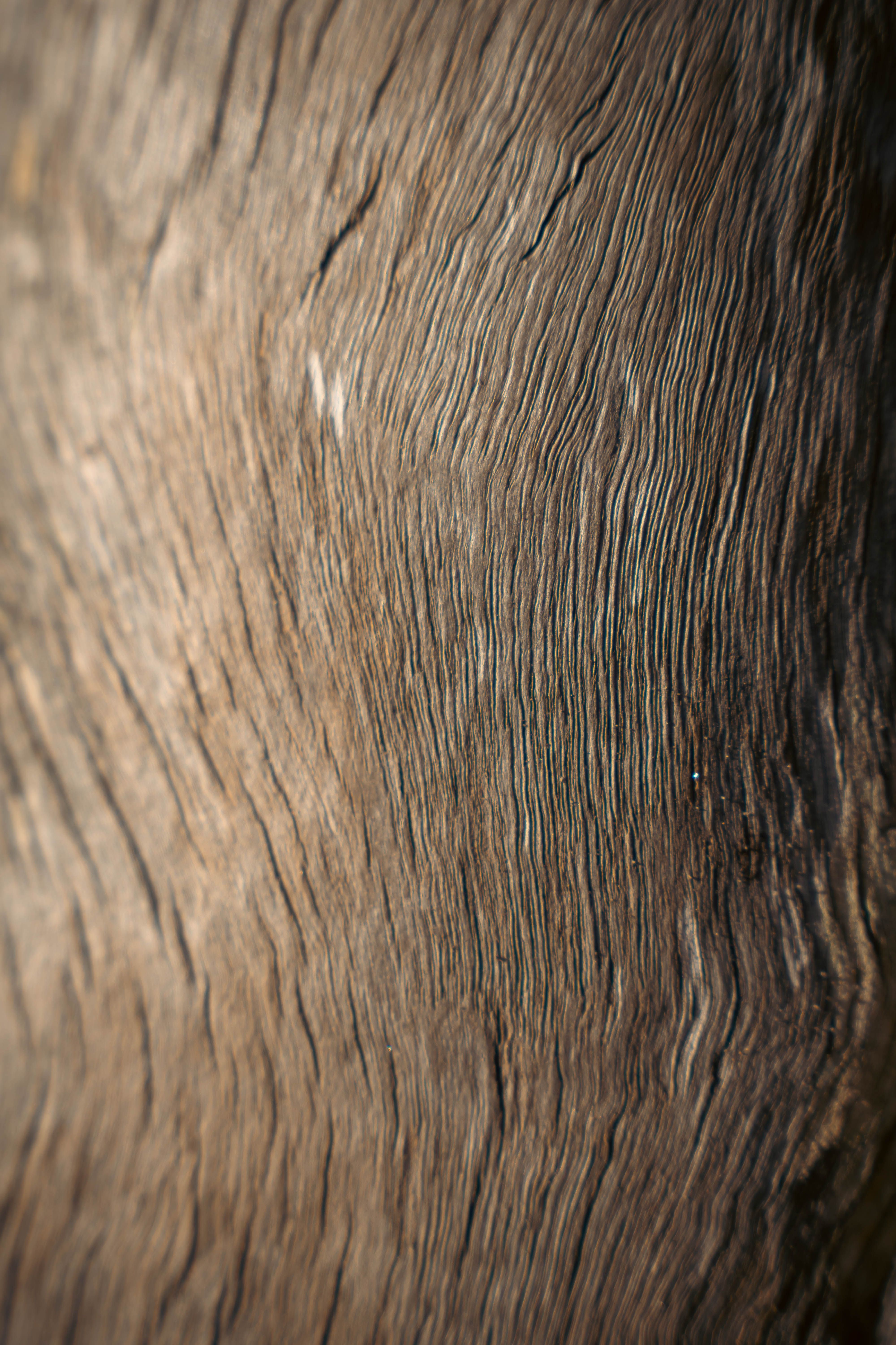 Eucalyptus Tree Bark Texture Close-Up · Free Stock Photo
