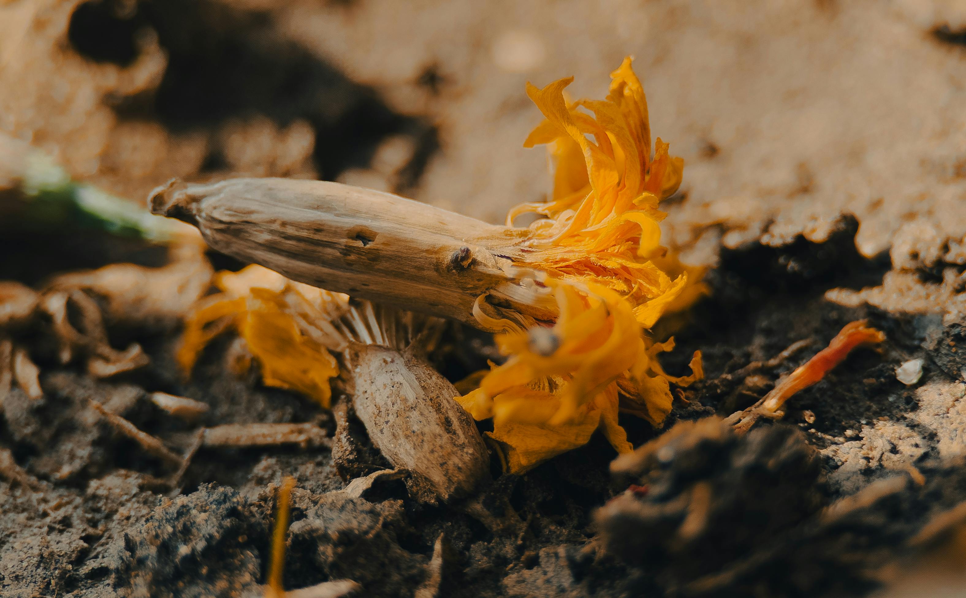 Yellow Flower Decay in Soil Close-Up · Free Stock Photo