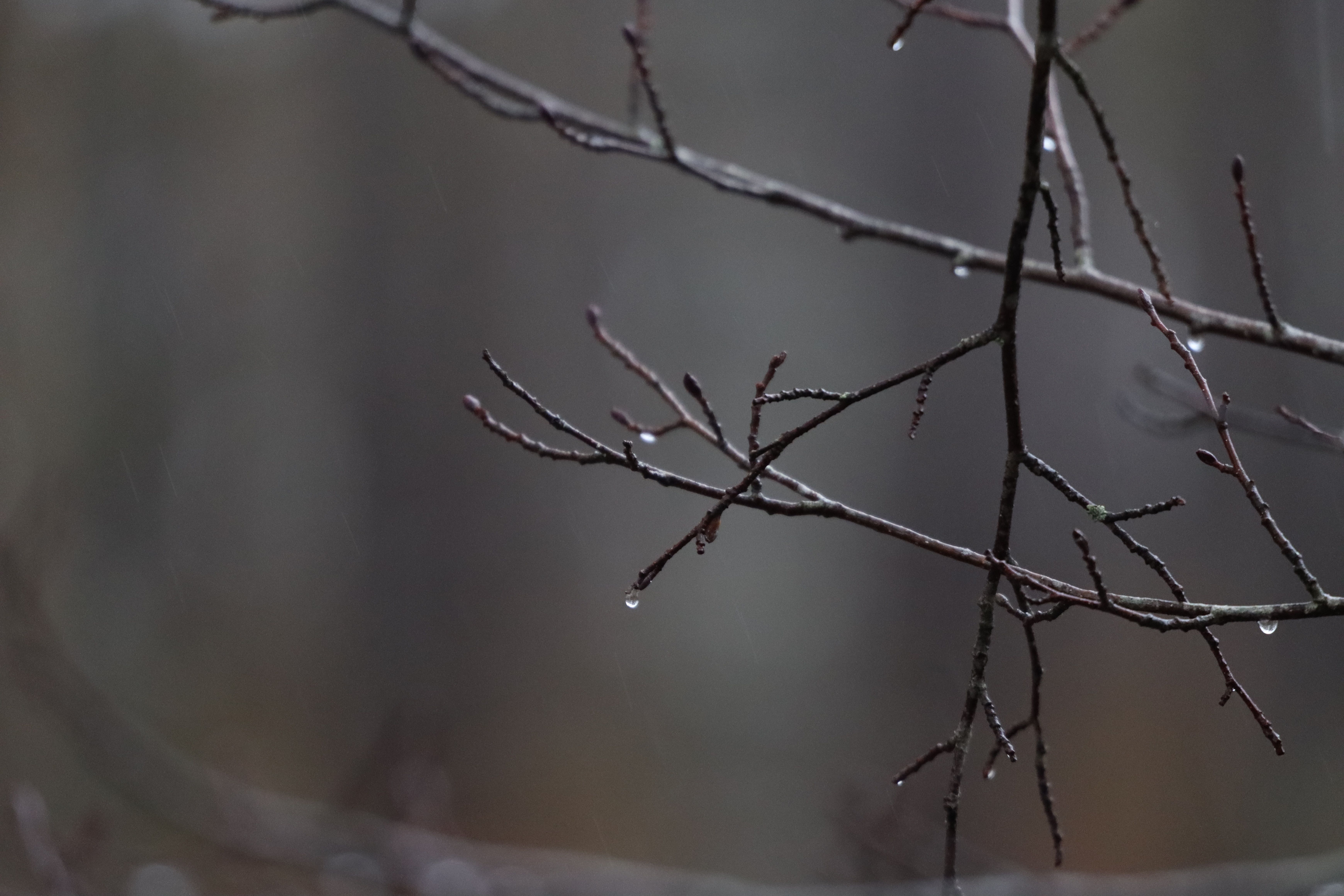 Close-Up of Bare Branches with Rain Drops · Free Stock Photo