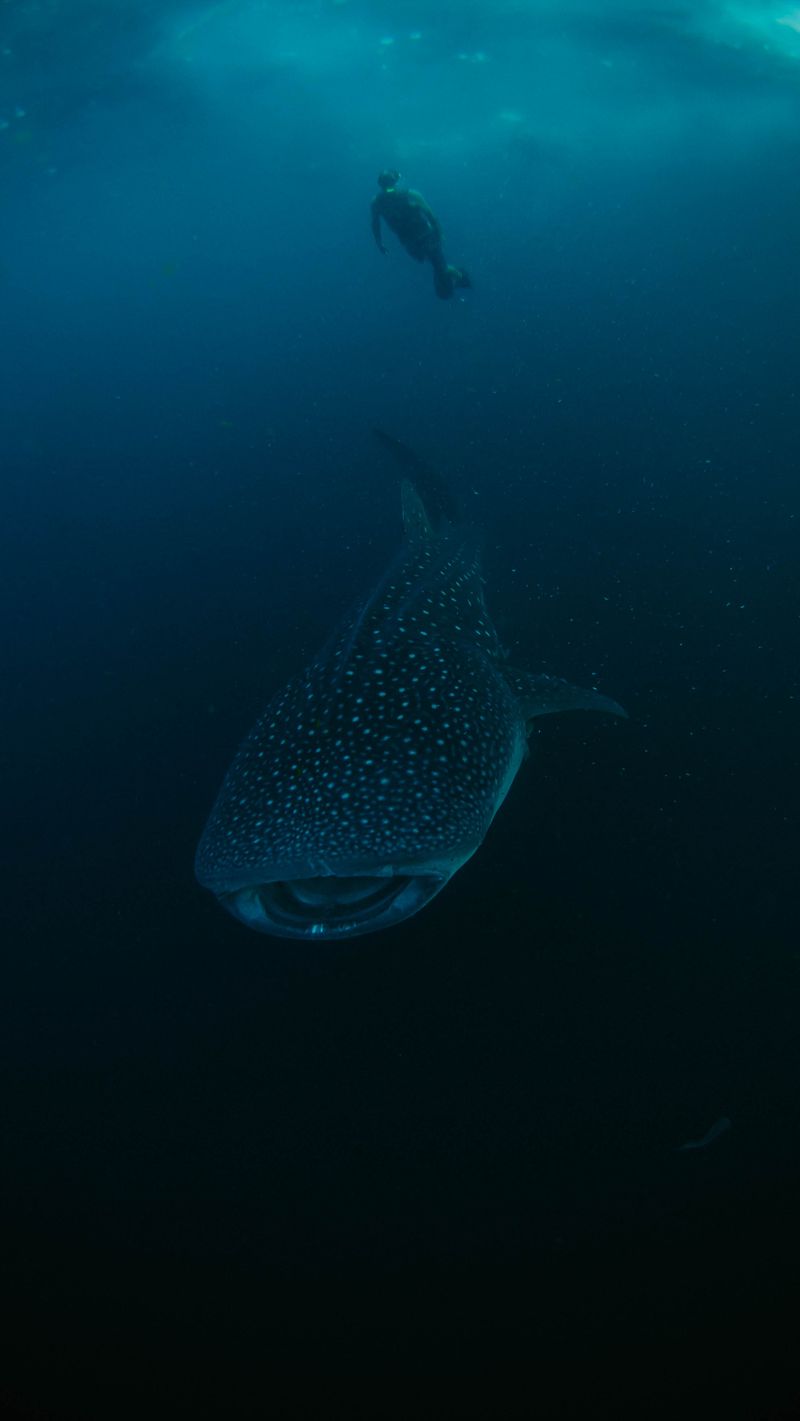 Desktop Wallpaper Whale Sharks Photos, Download The BEST Free Desktop ...