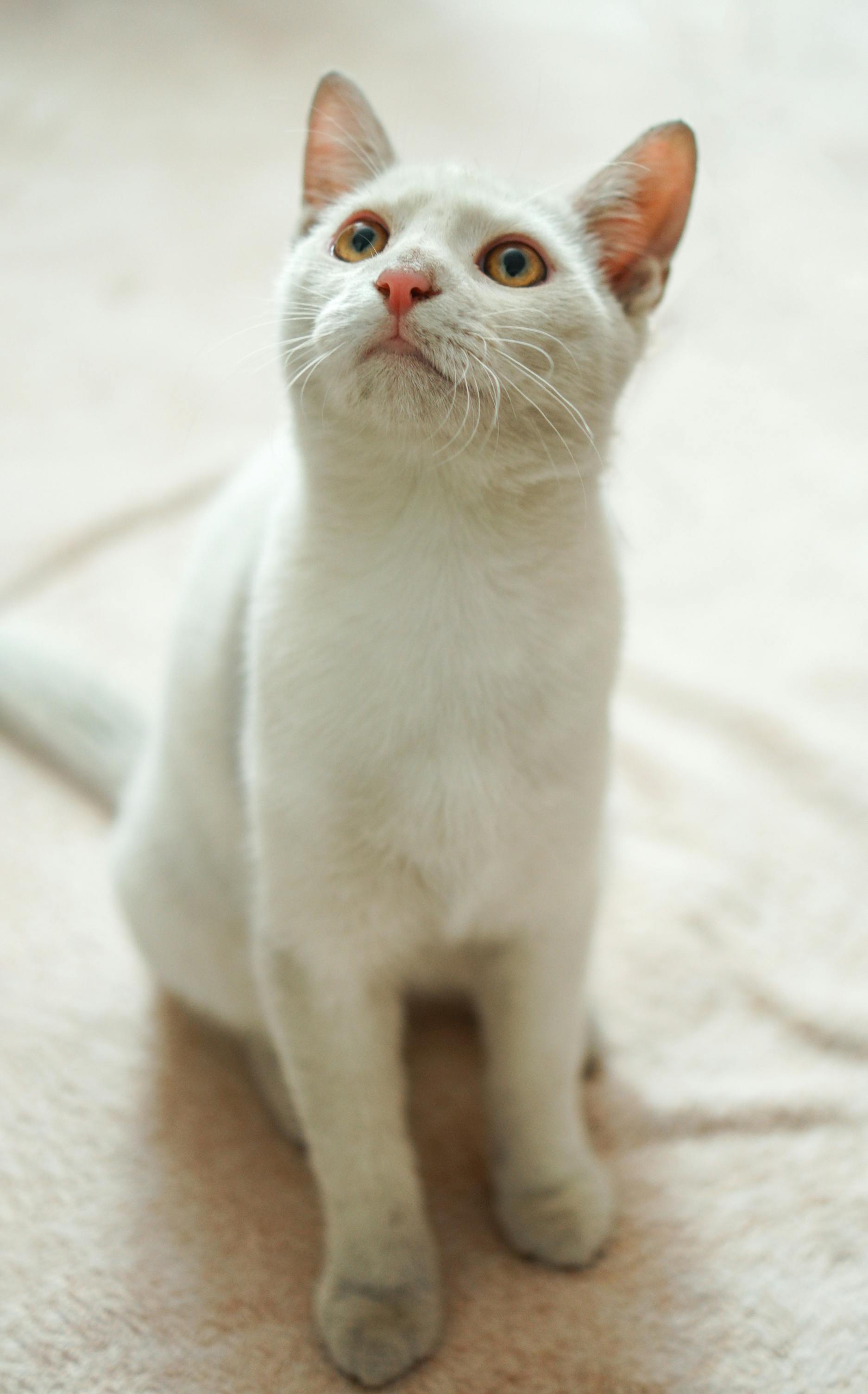 Close-Up Photo of a White Cat Looking Up · Free Stock Photo