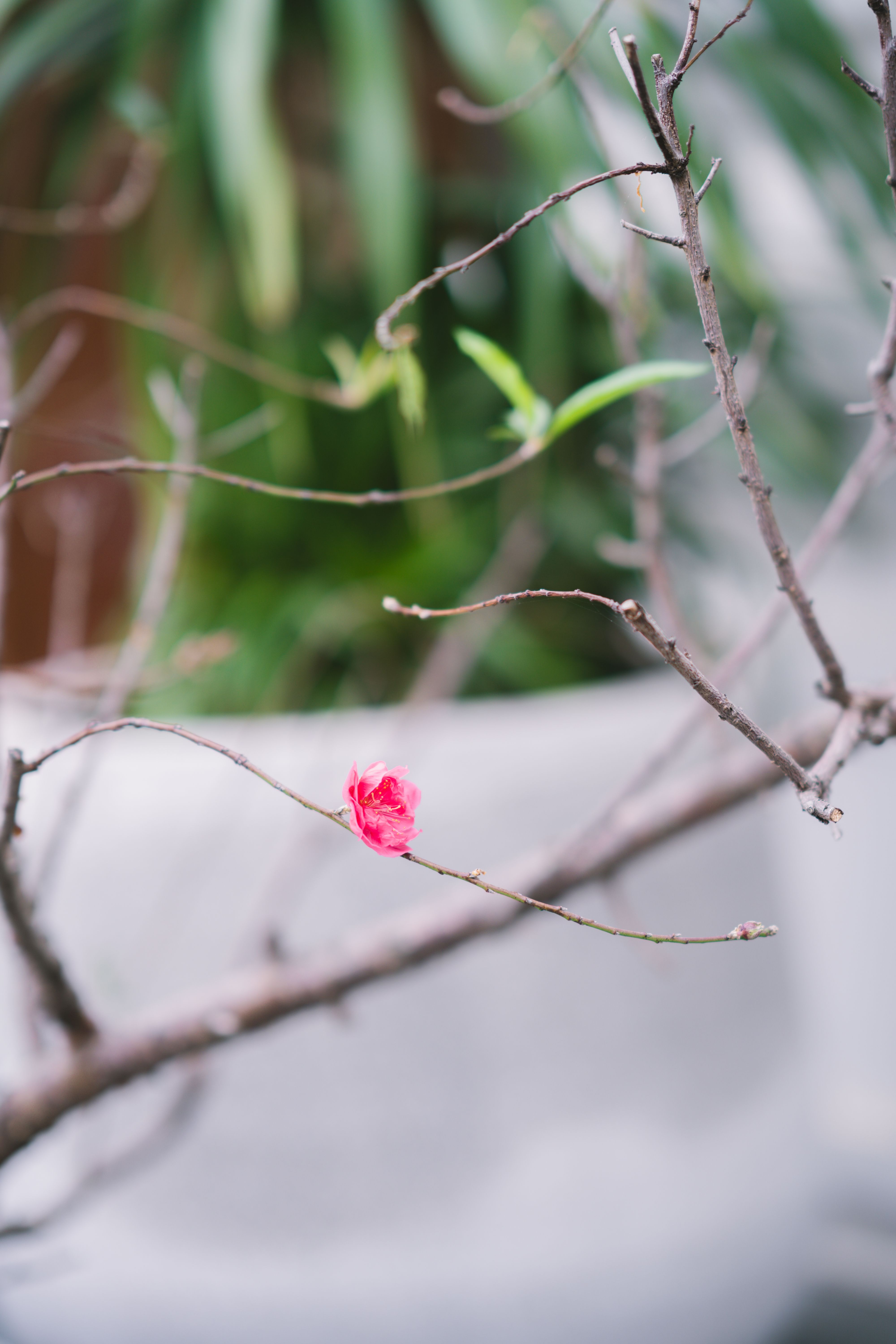 Single Pink Flower on a Bare Branch · Free Stock Photo