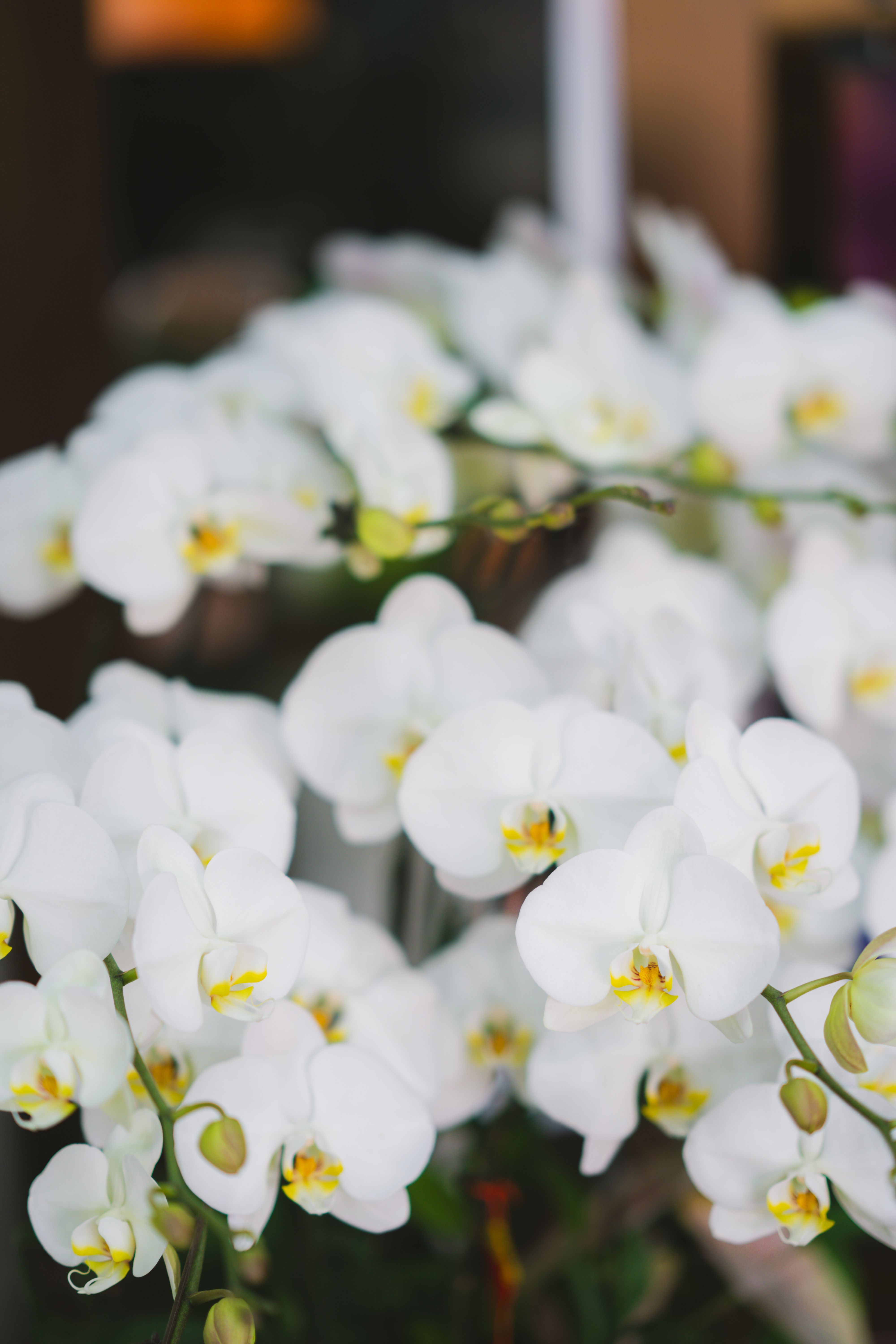 Vivid Centers Photos, Download The BEST Free Vivid Centers Stock Photos ...