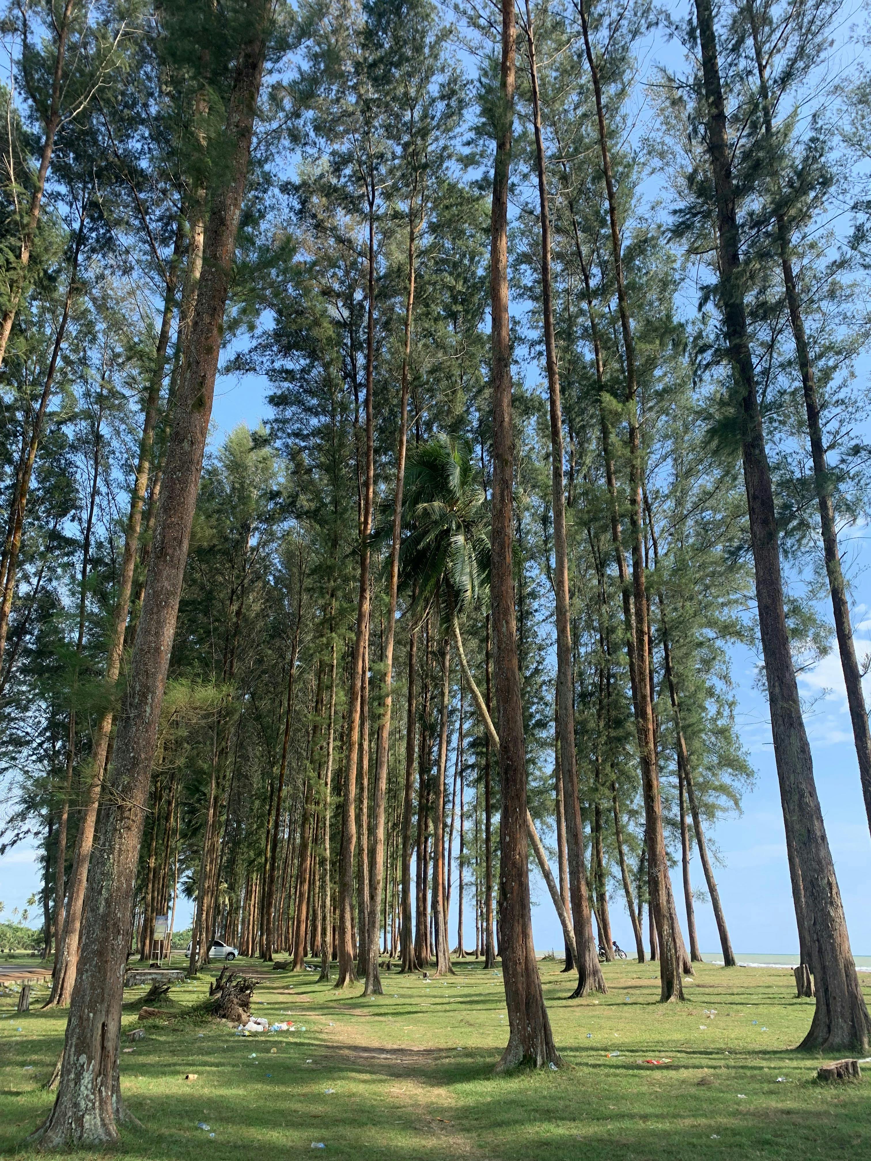 Pohon Pinus Tinggi Di Bentang Alam Hutan Indonesia Yang Rimbun · Foto ...