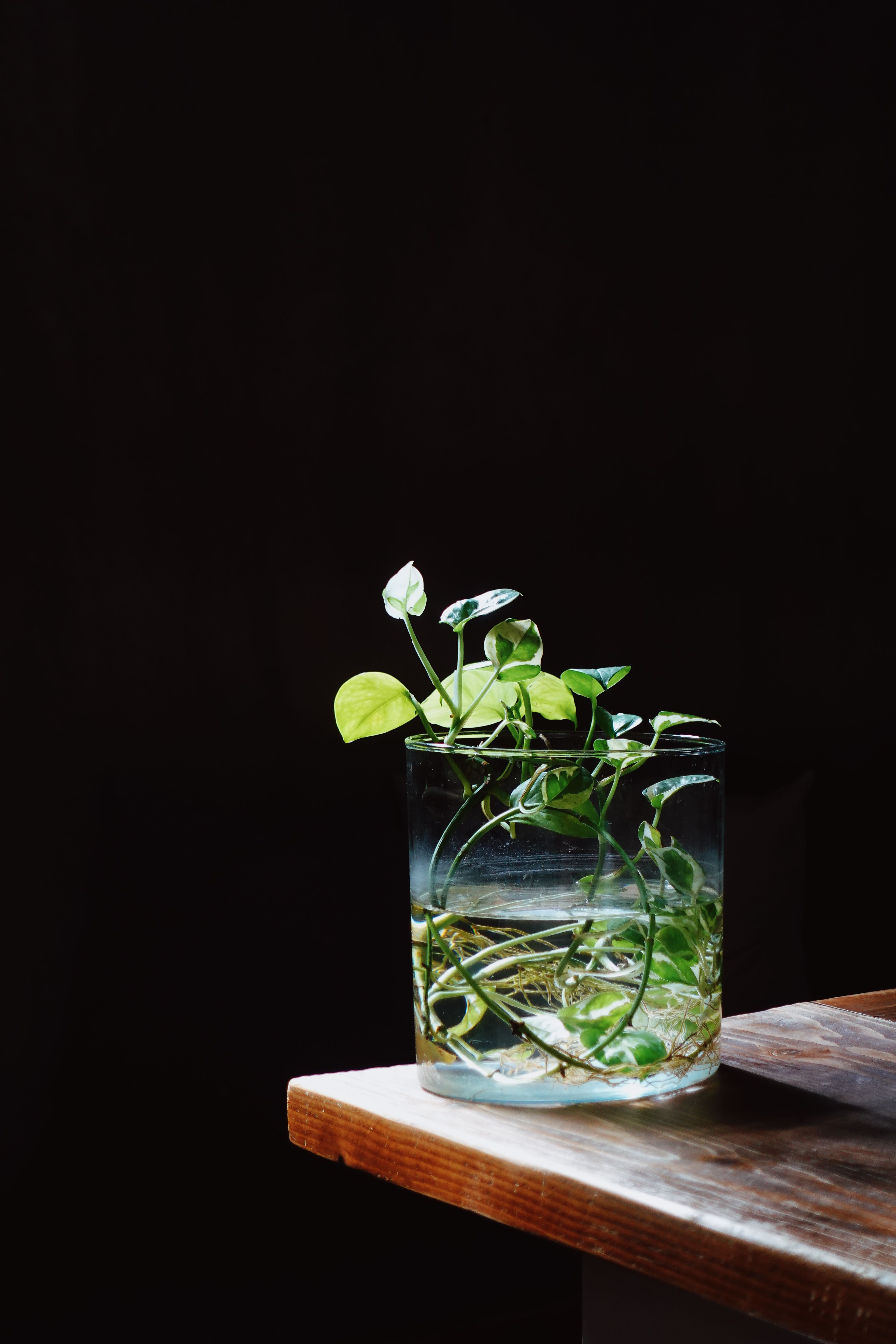 Minimalist Indoor Aquatic Plant Display · Free Stock Photo