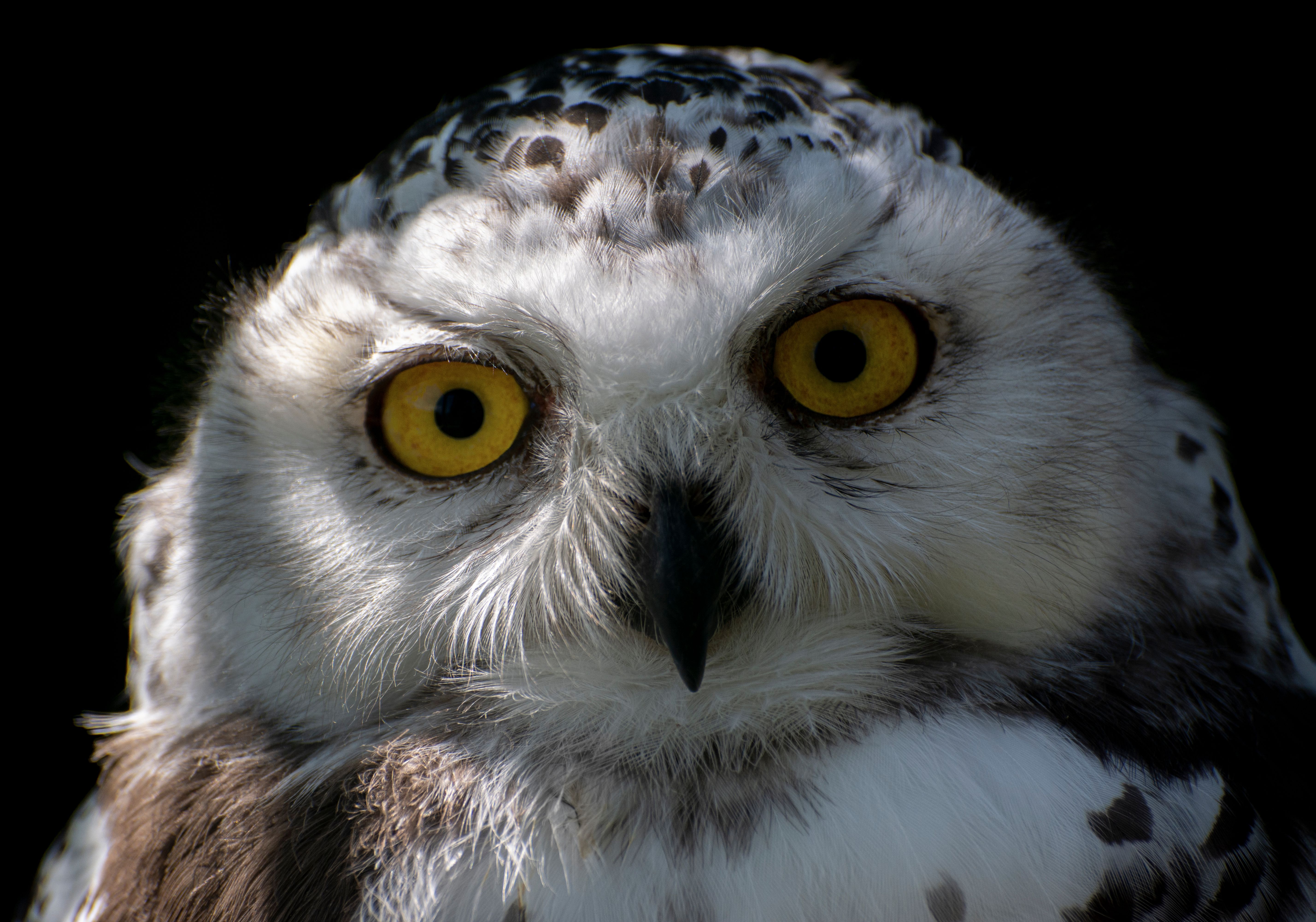 Close-Up Photo of a Snowy Owl · Free Stock Photo