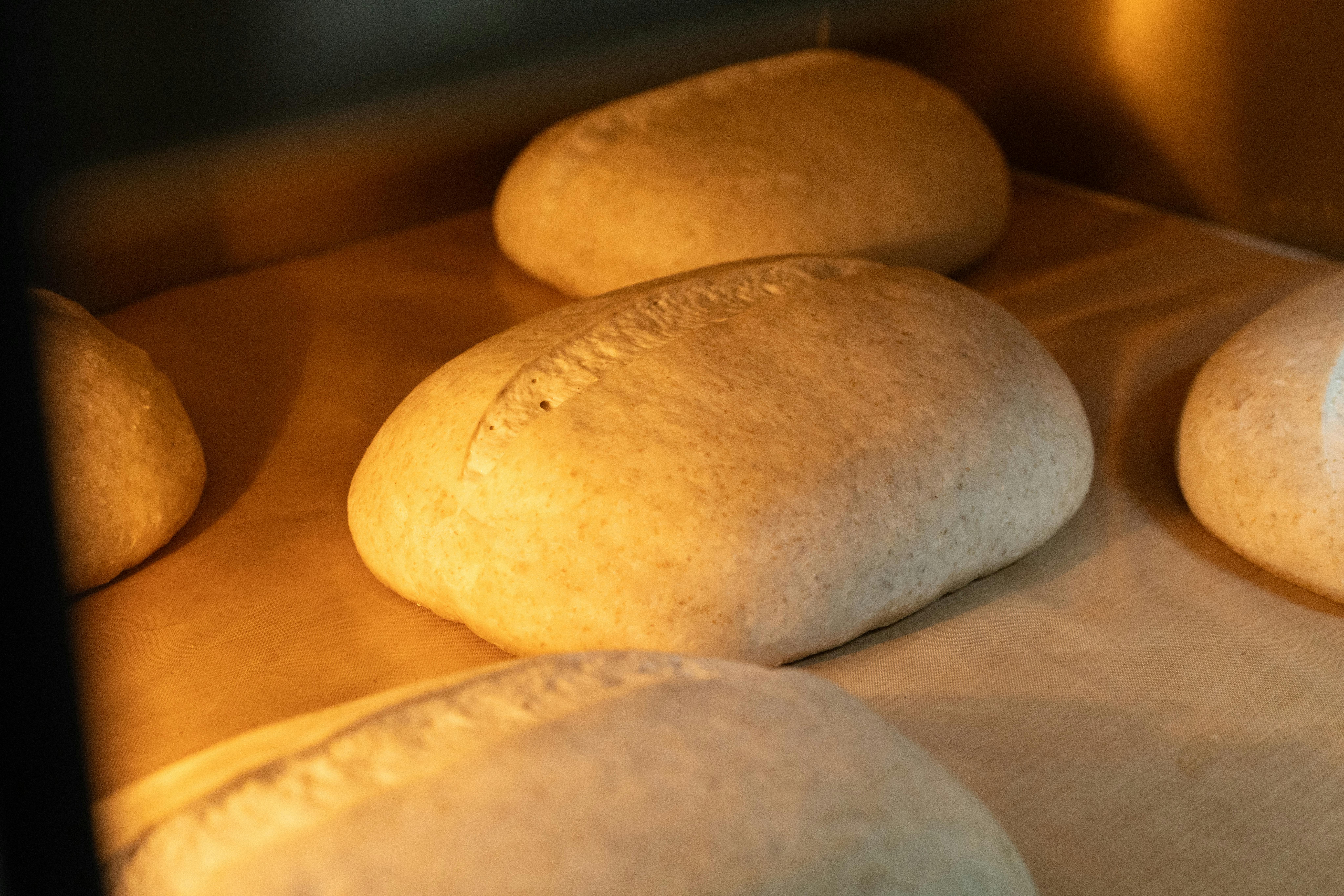 Fresh Bread Dough Rising in Oven · Free Stock Photo