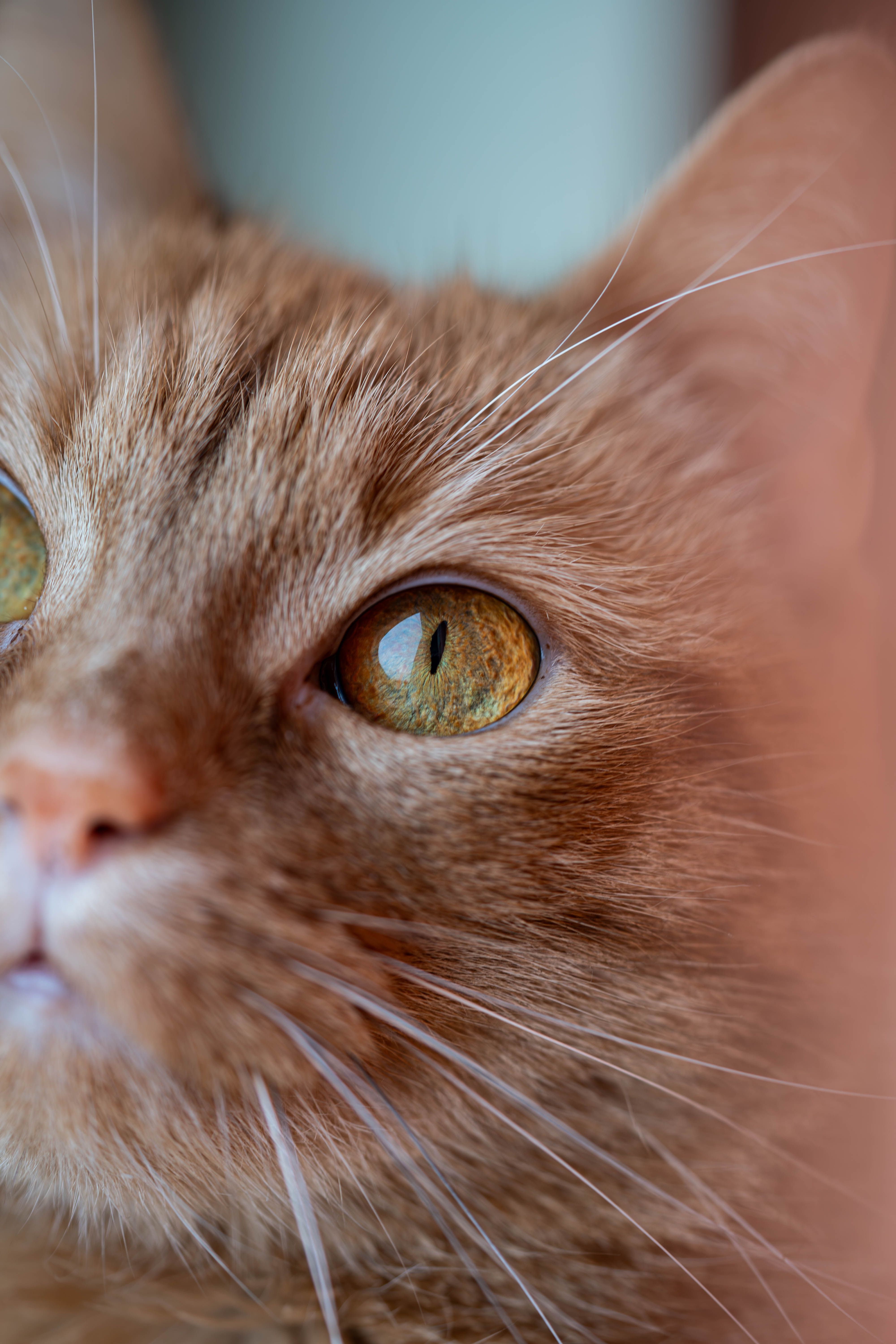 Close-Up of a Ginger Cat's Eye · Free Stock Photo