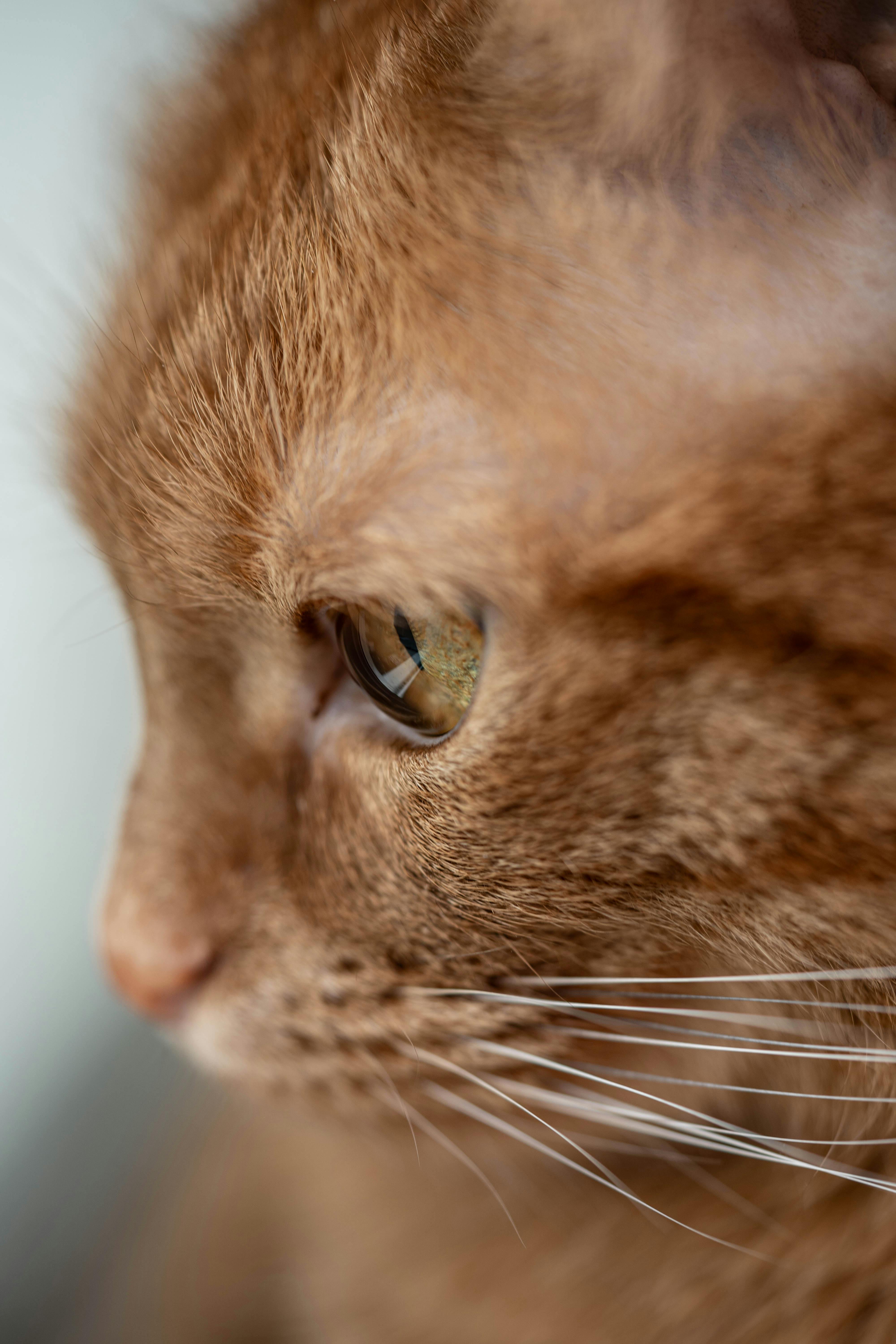 Close-Up Portrait of a Ginger Domestic Cat · Free Stock Photo